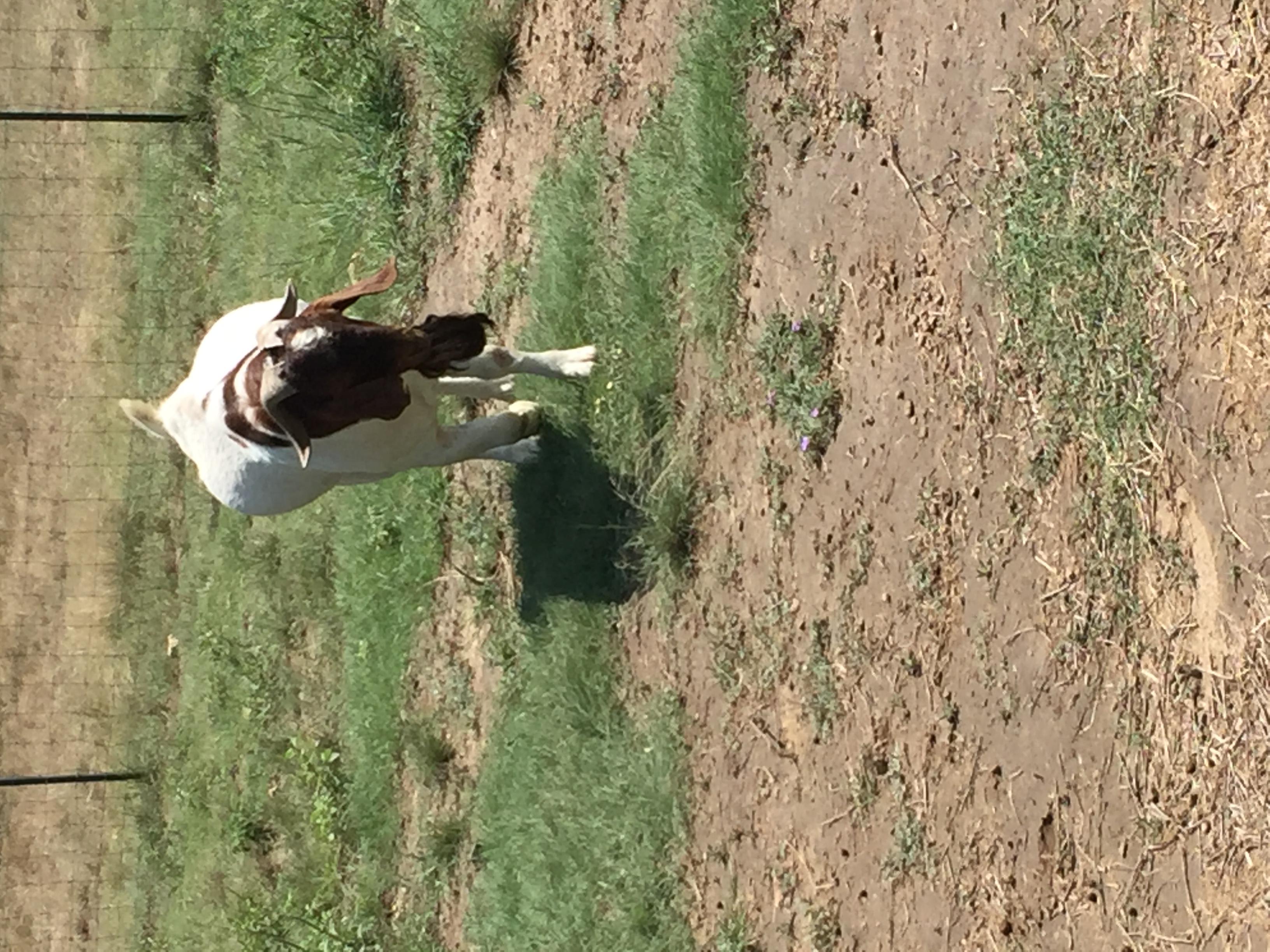 My goat looks bloated but acts normal. Should I be concerned? | Petco