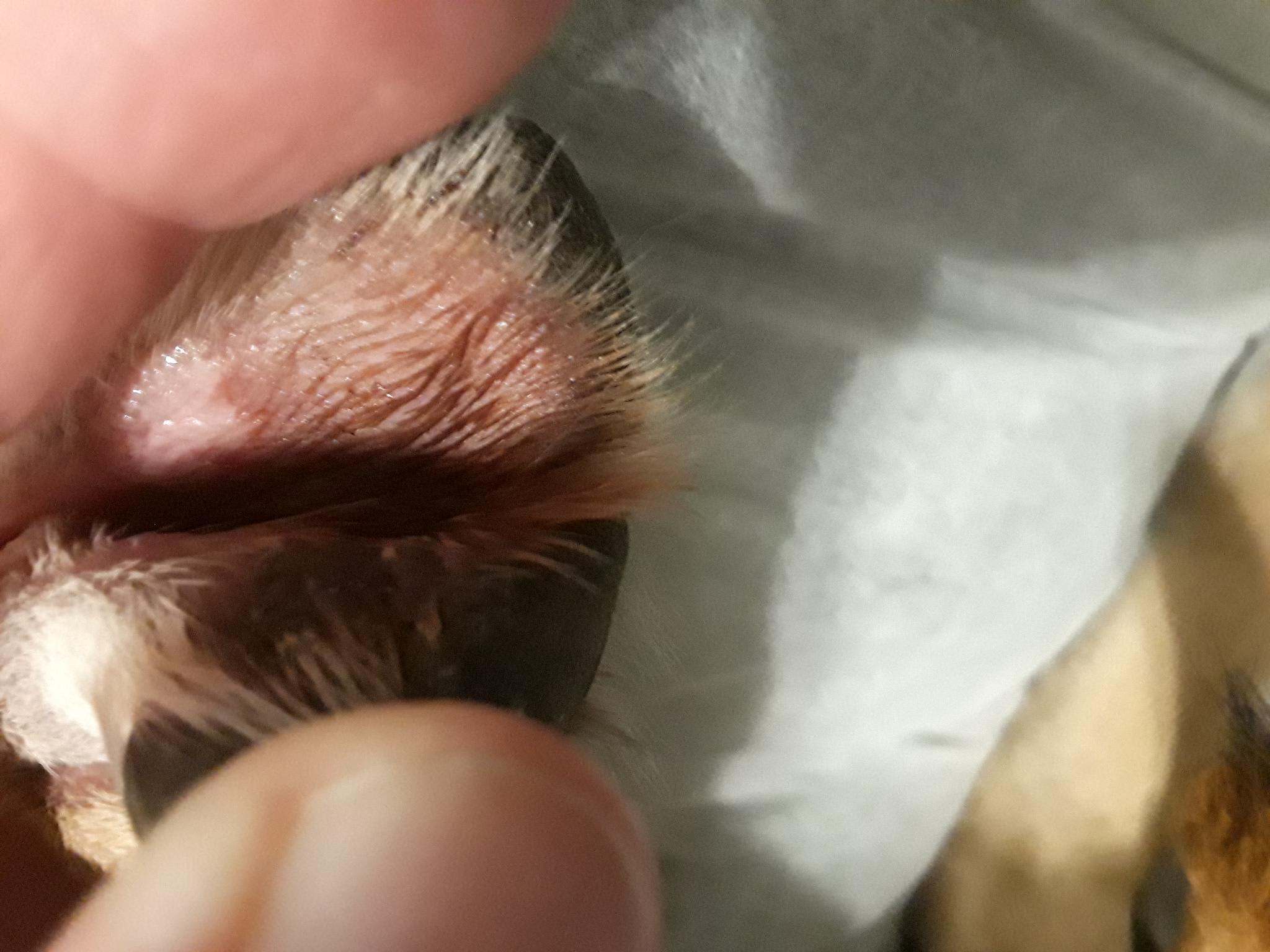 My dog has red, swollen irritated skin between her toes on back left ...