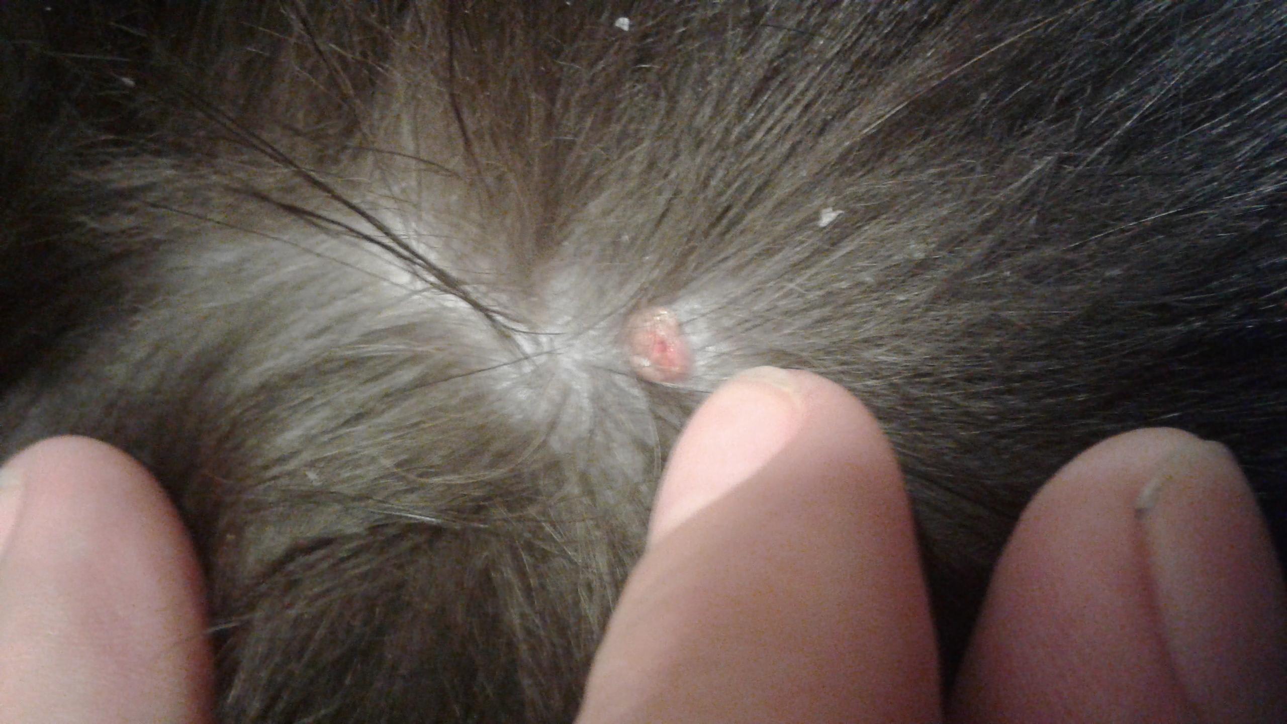 What's This Lump on My Cat's Skin? Is it a Wart or Serious? | Petco