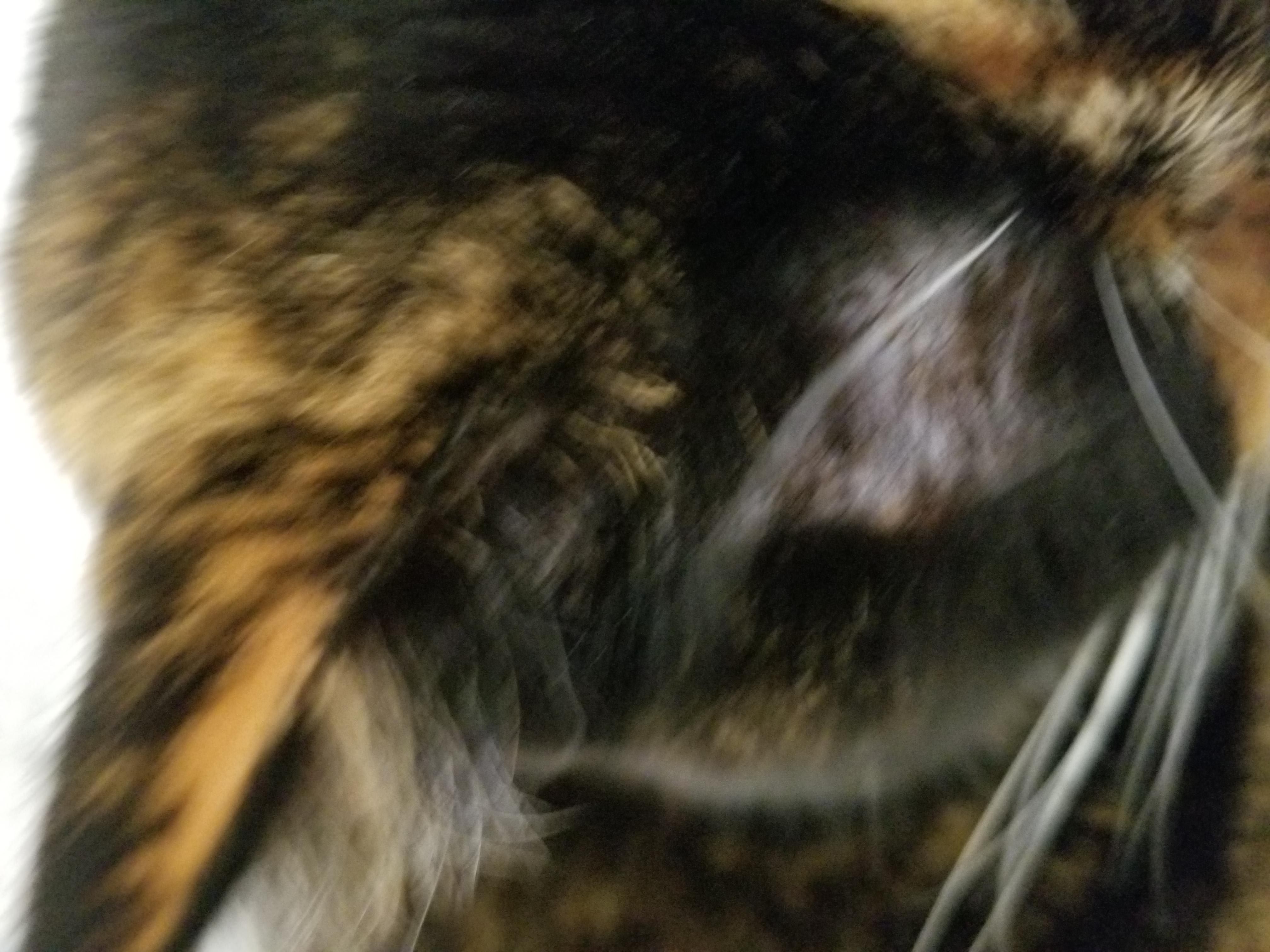 My Cat Has a Head Bump from Scratching? What to Do Now | Petco
