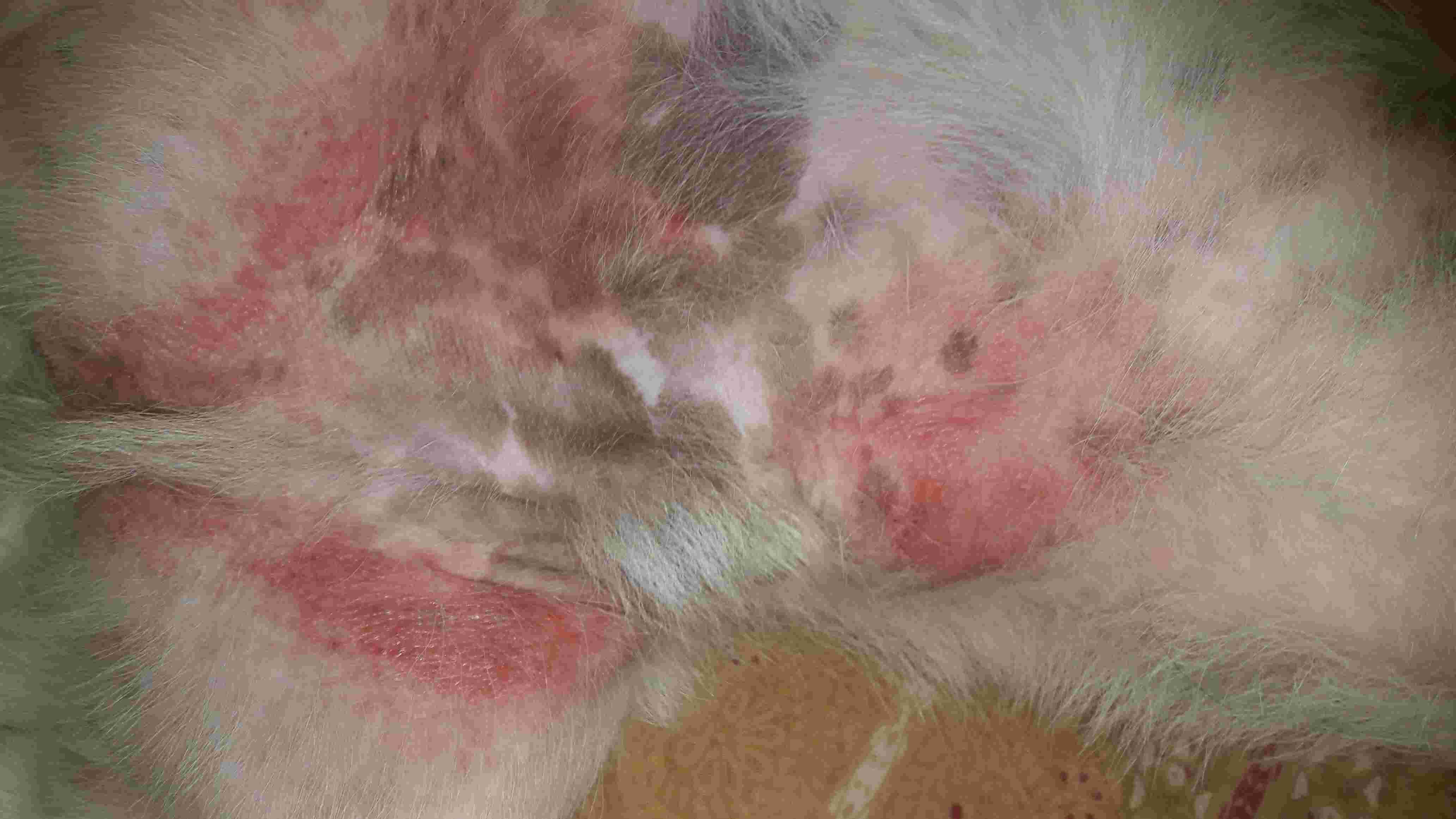 My Dog Has Red, Itchy Skin, Dandruff & Won't Stop Licking? | Petco