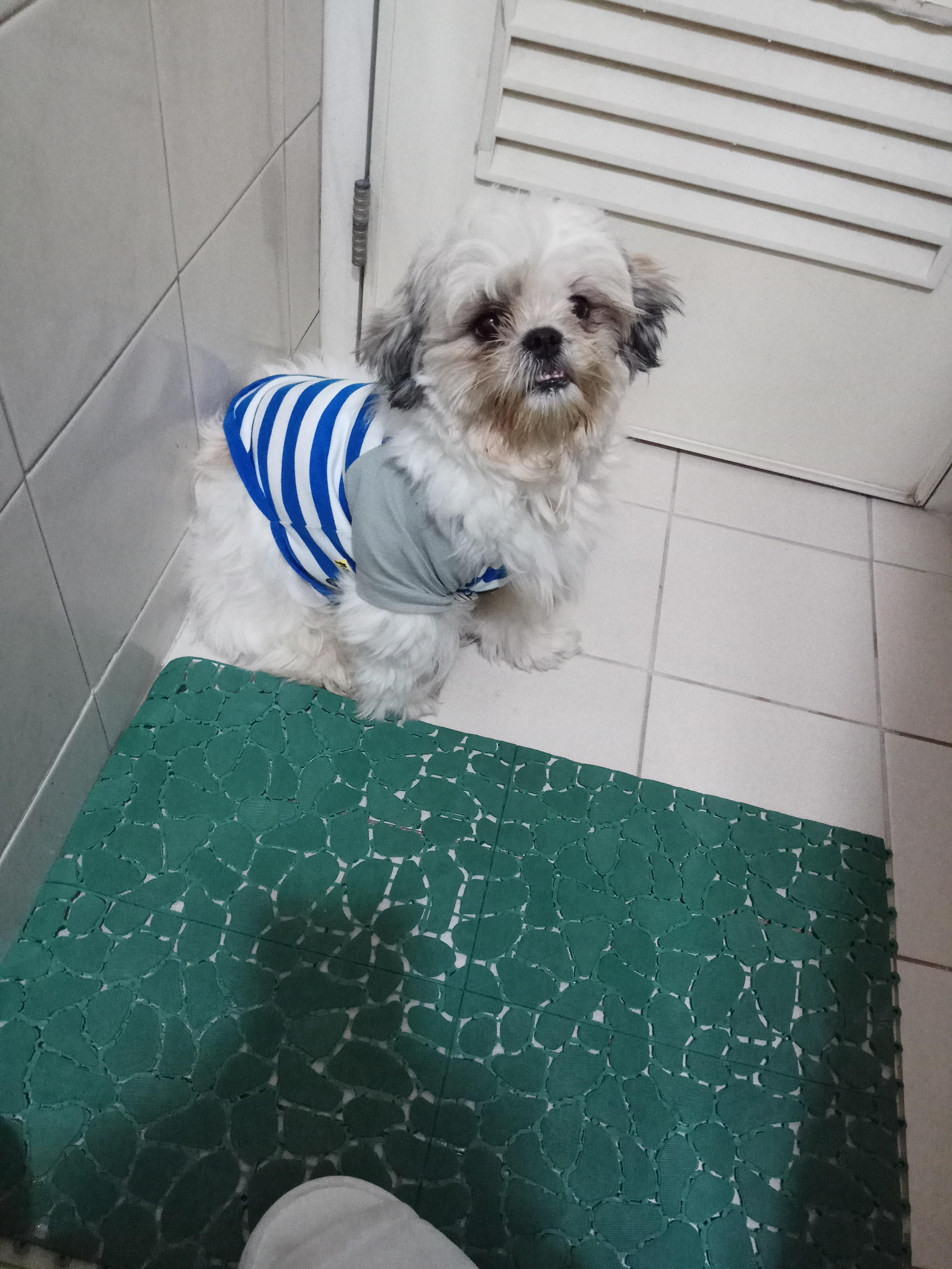 Shih Tzu Puppy Won't Eat & Sleeps A Lot: Is She Sick? | Petco