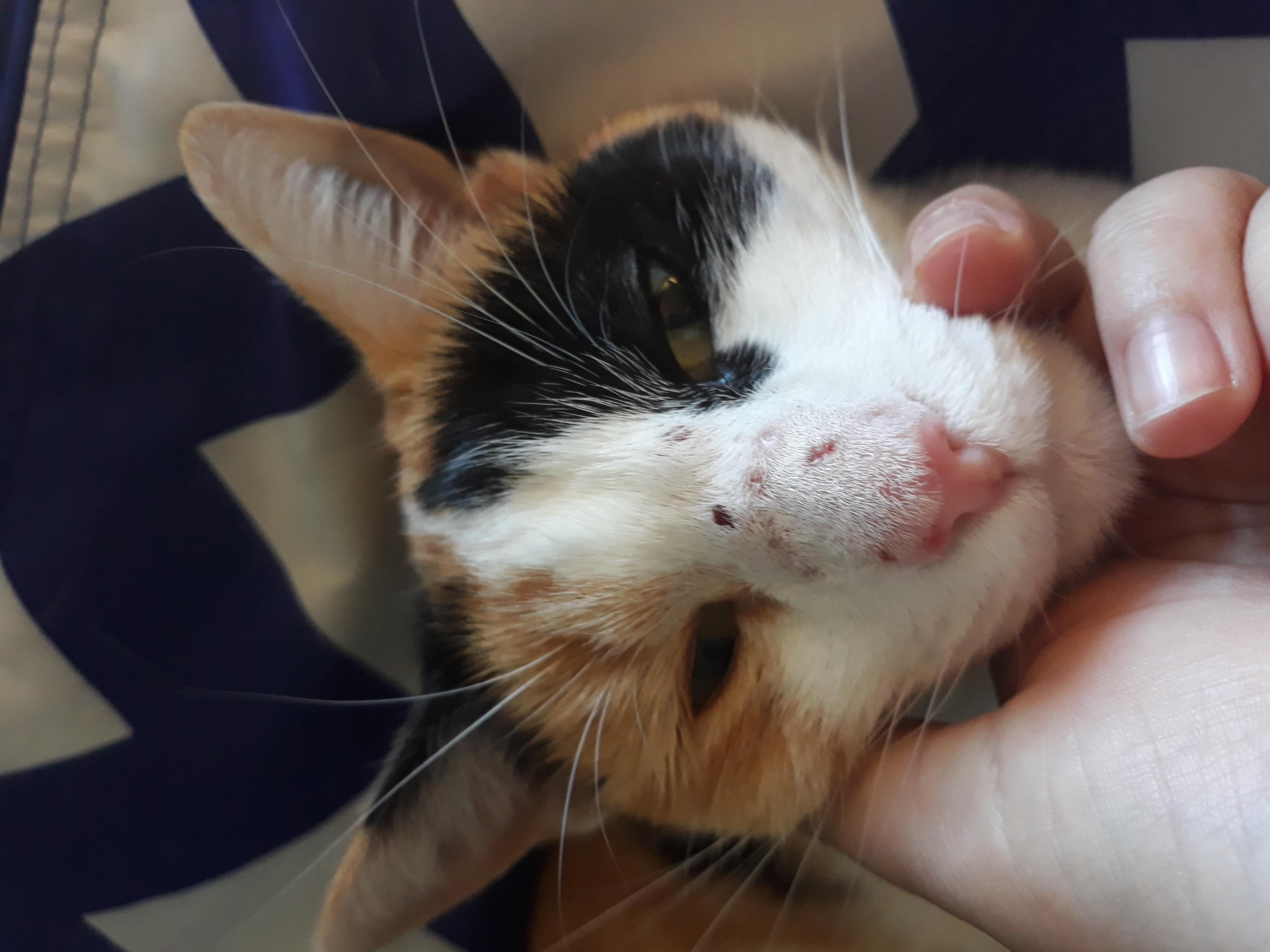 Why my outdoor cat has scabby, itchy nose bumps in summer? | Petco