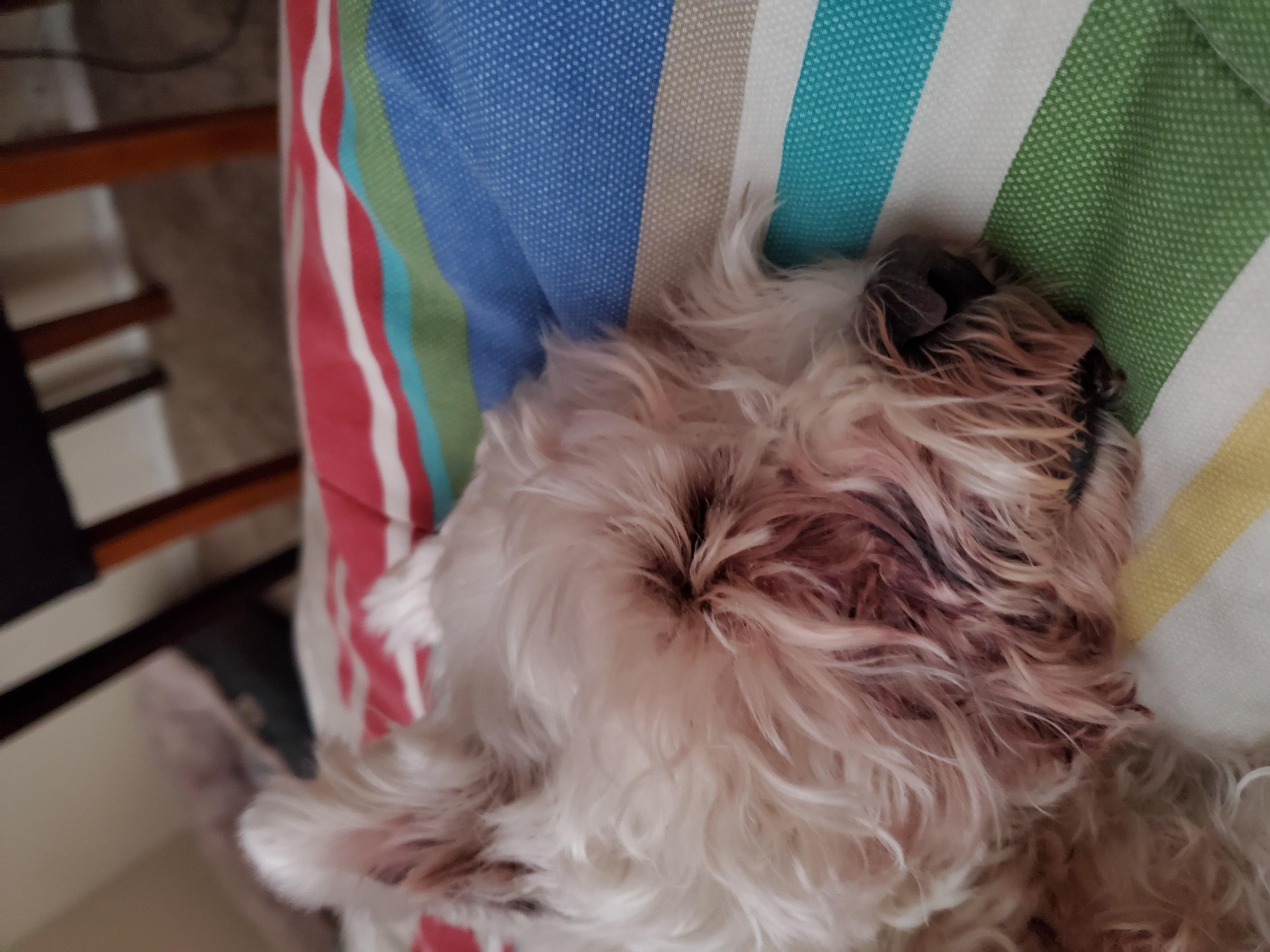 My Dog's Swollen Bump Burst & Bleeding: Urgent Care Guide | Petco