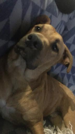 My Unvaccinated Dog: Vomiting Water, Won't Eat, Tired | Petco