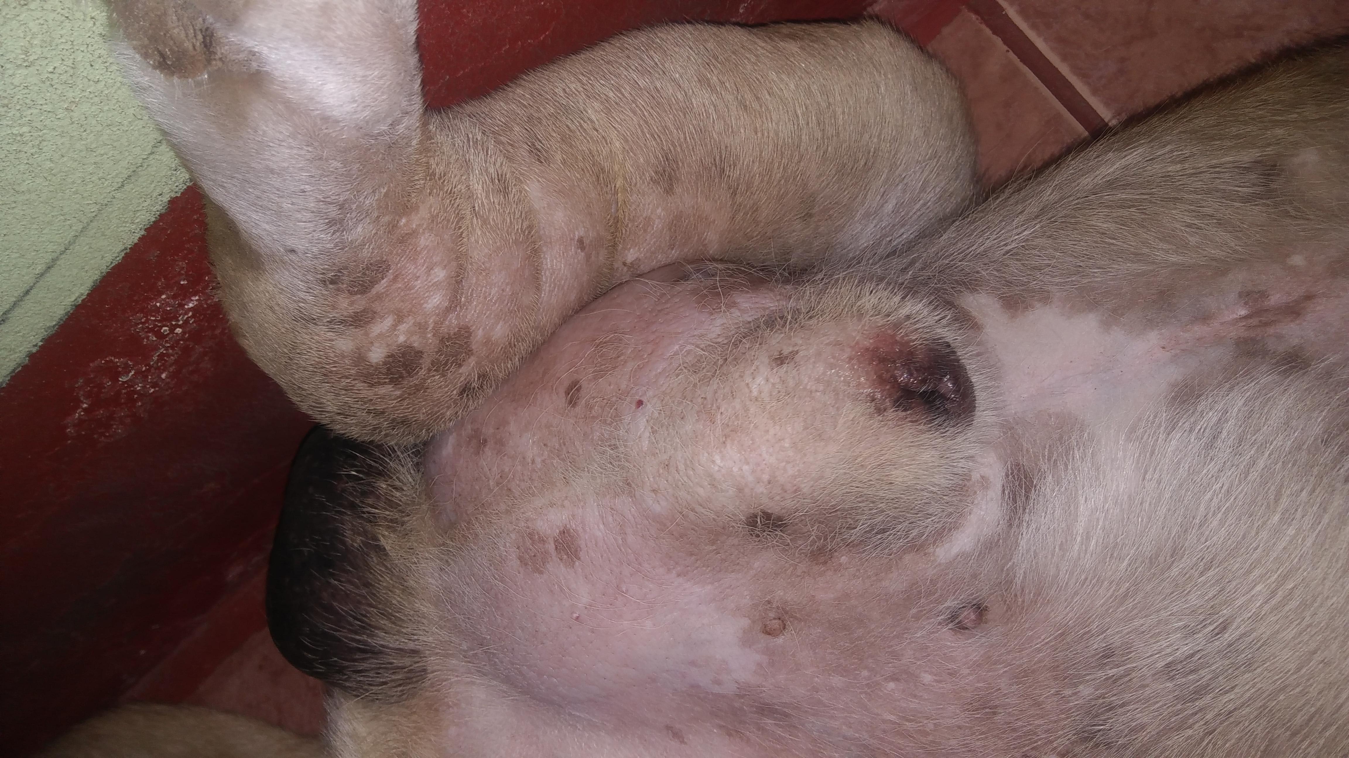 Dog's back legs and scrotum are swollen. What should I do now? | Petco