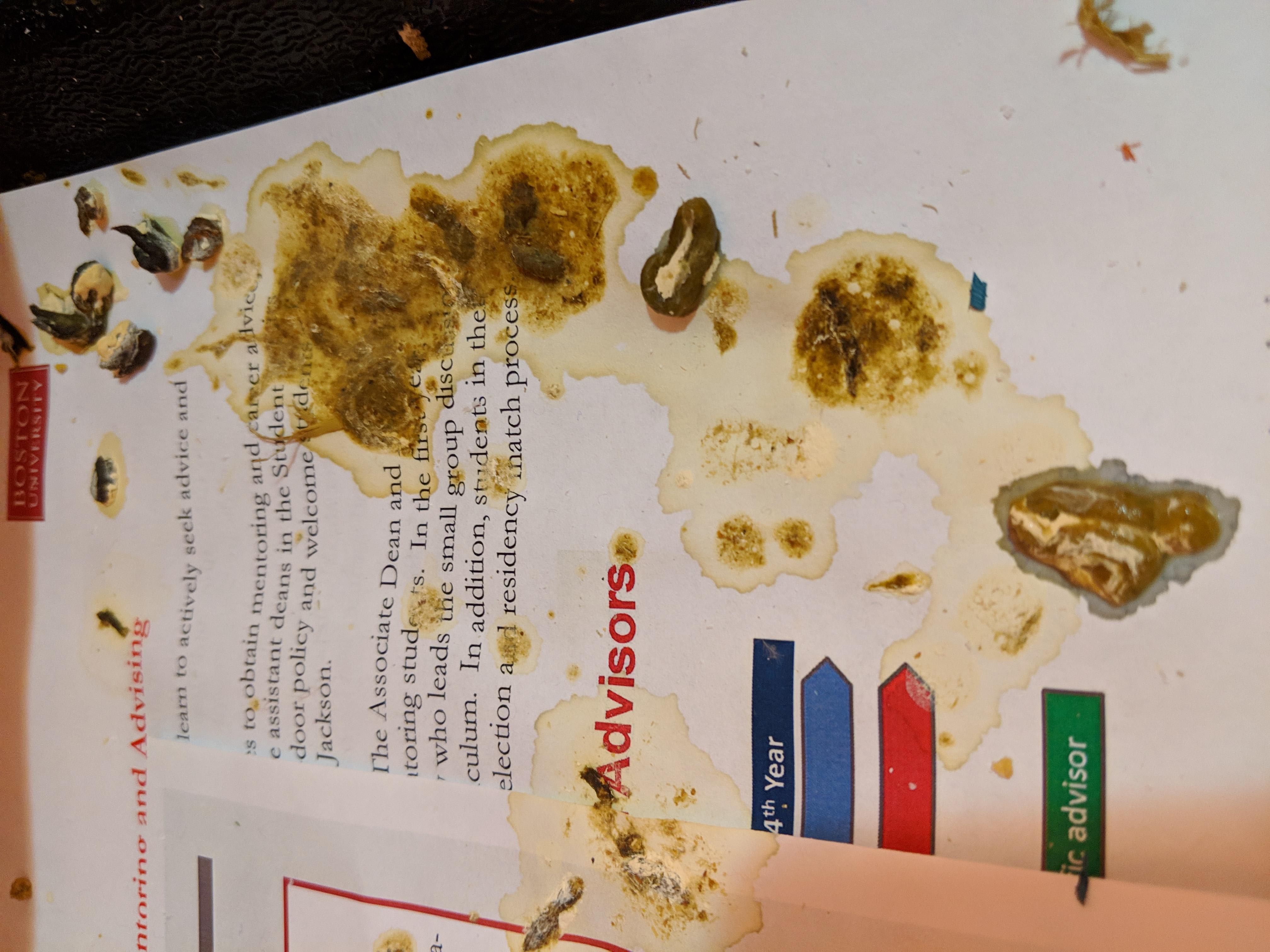 I came home and found this mess - looks to me like abnormal droppings ...