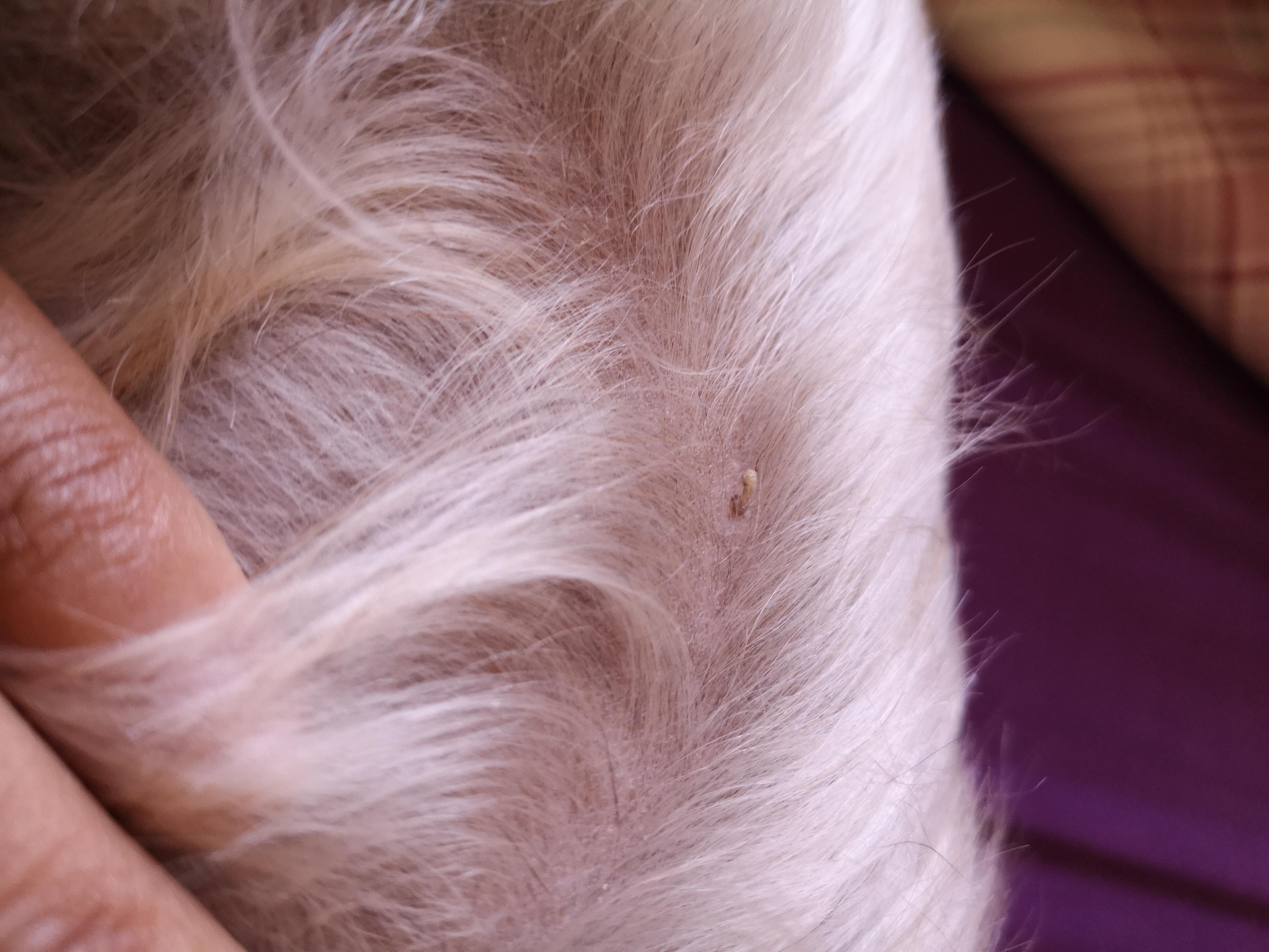 Older Dog Has Nail-Like Skin Growths That Fall Off & Regrow? | Petco