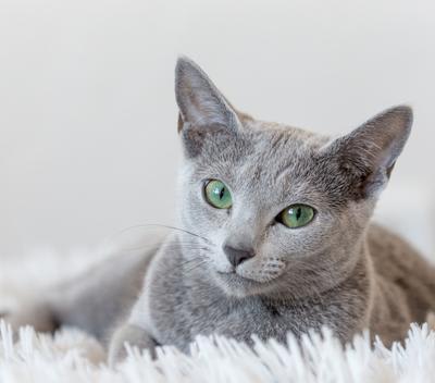 Russian Blue Breed Facts and Information