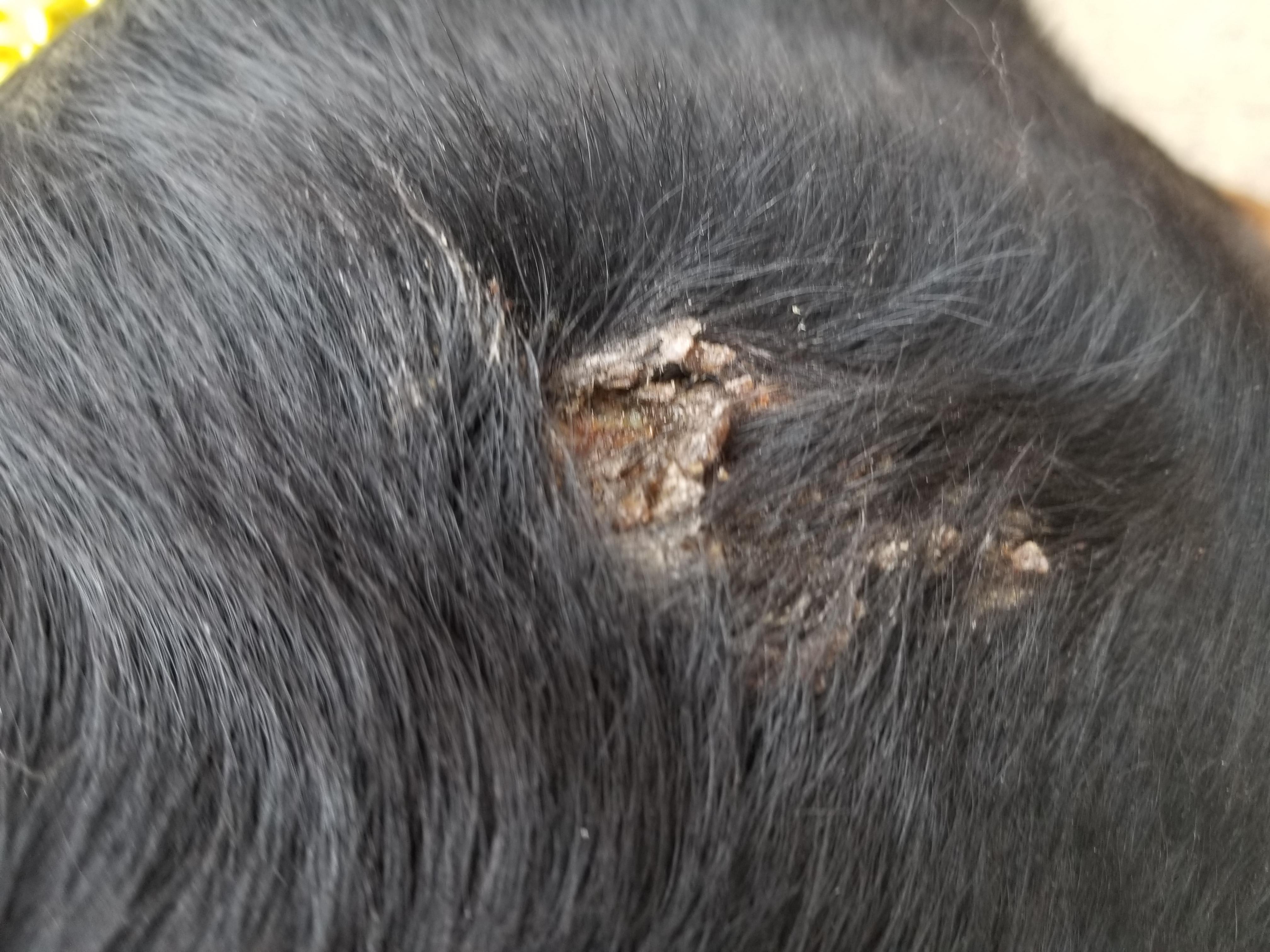My dog has a crusty spot & hair loss on shoulder. What's wrong? | Petco