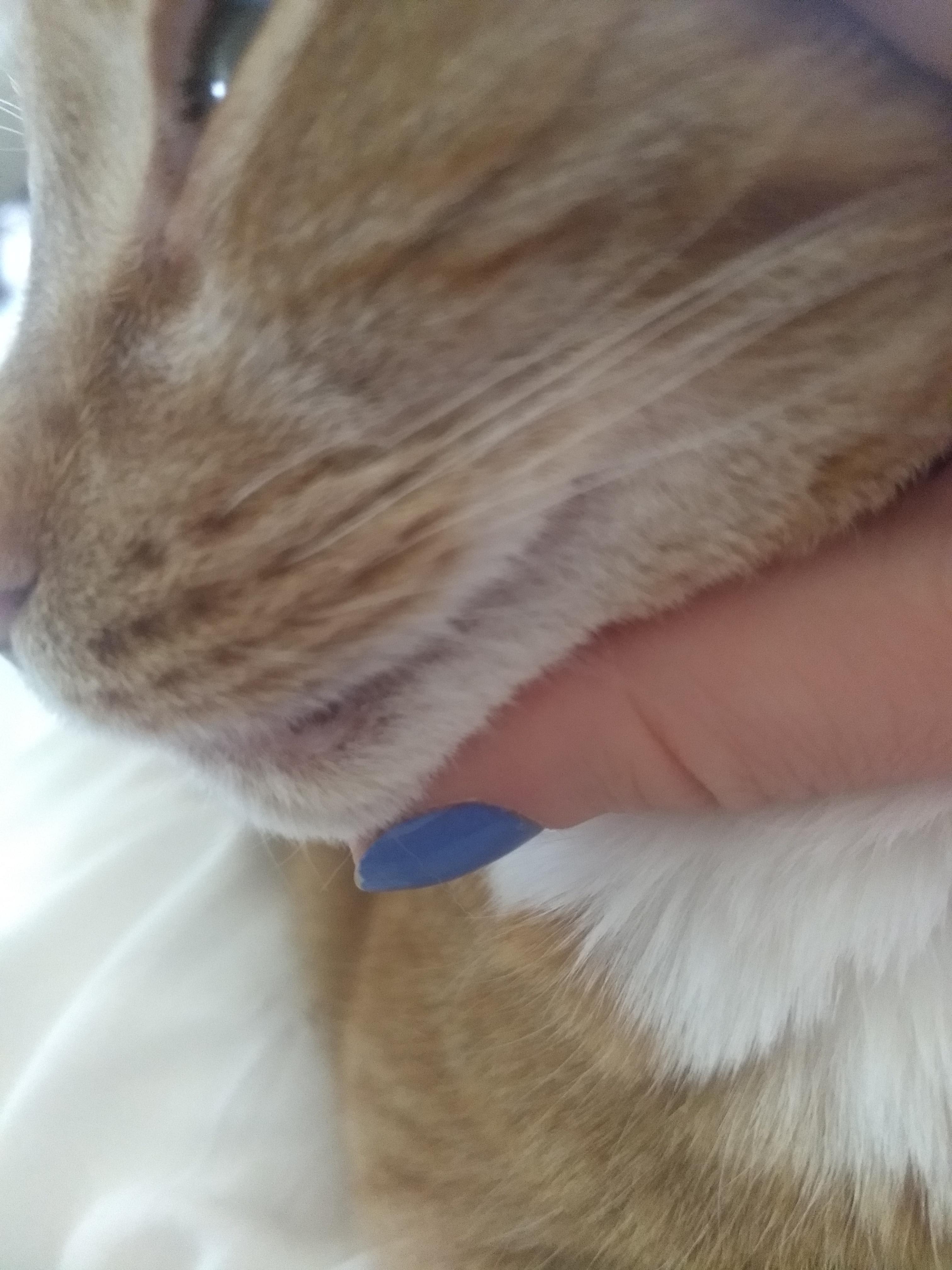 Cat has red crusty discharge on ears, mouth, eyes? Find out why | Petco