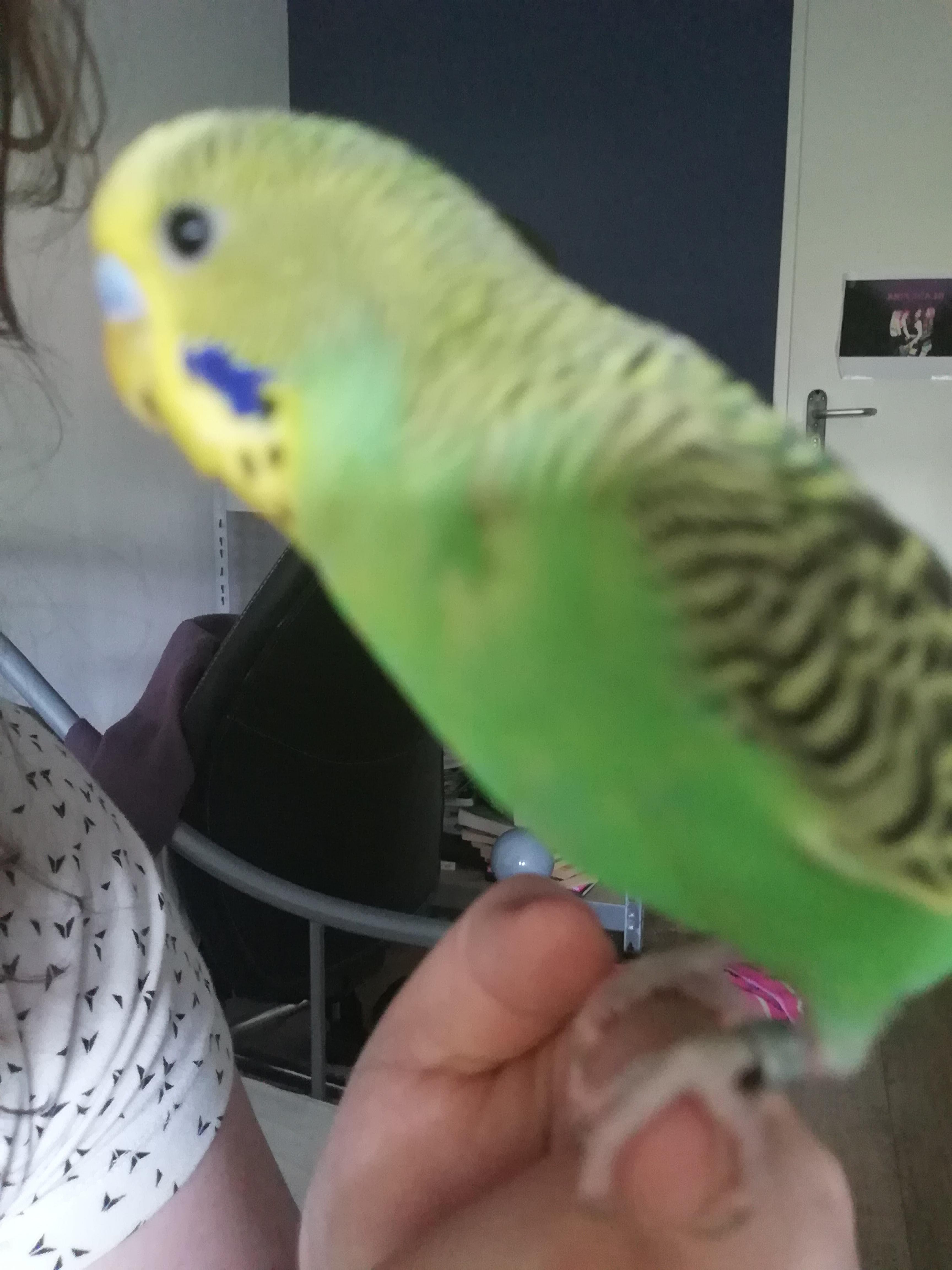 Why is my budgie suddenly biting? Heat, stress, or tiredness? | Petco
