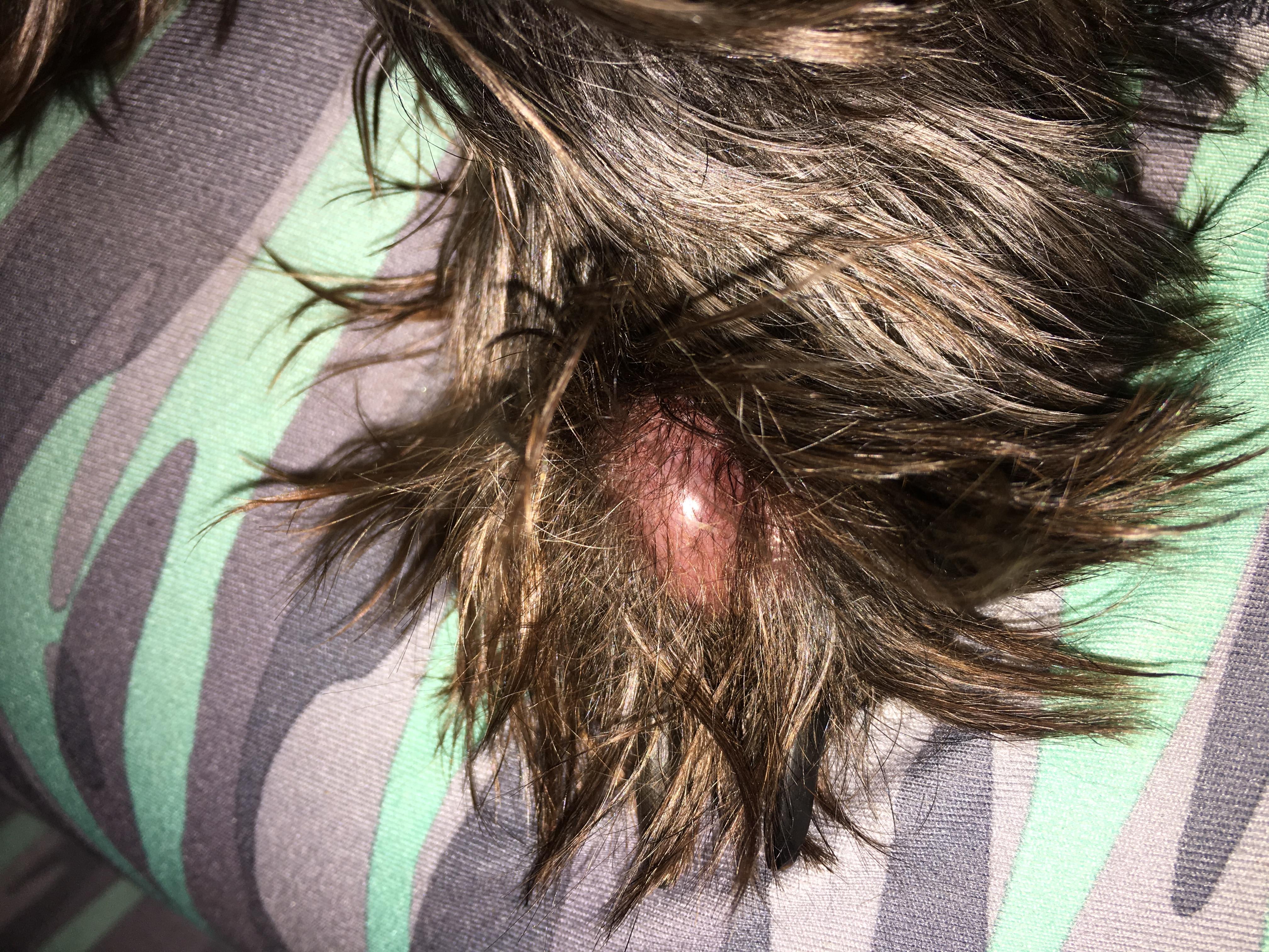 Dog's Paw Swollen from Pine Needle? Should You See a Vet? | Petco
