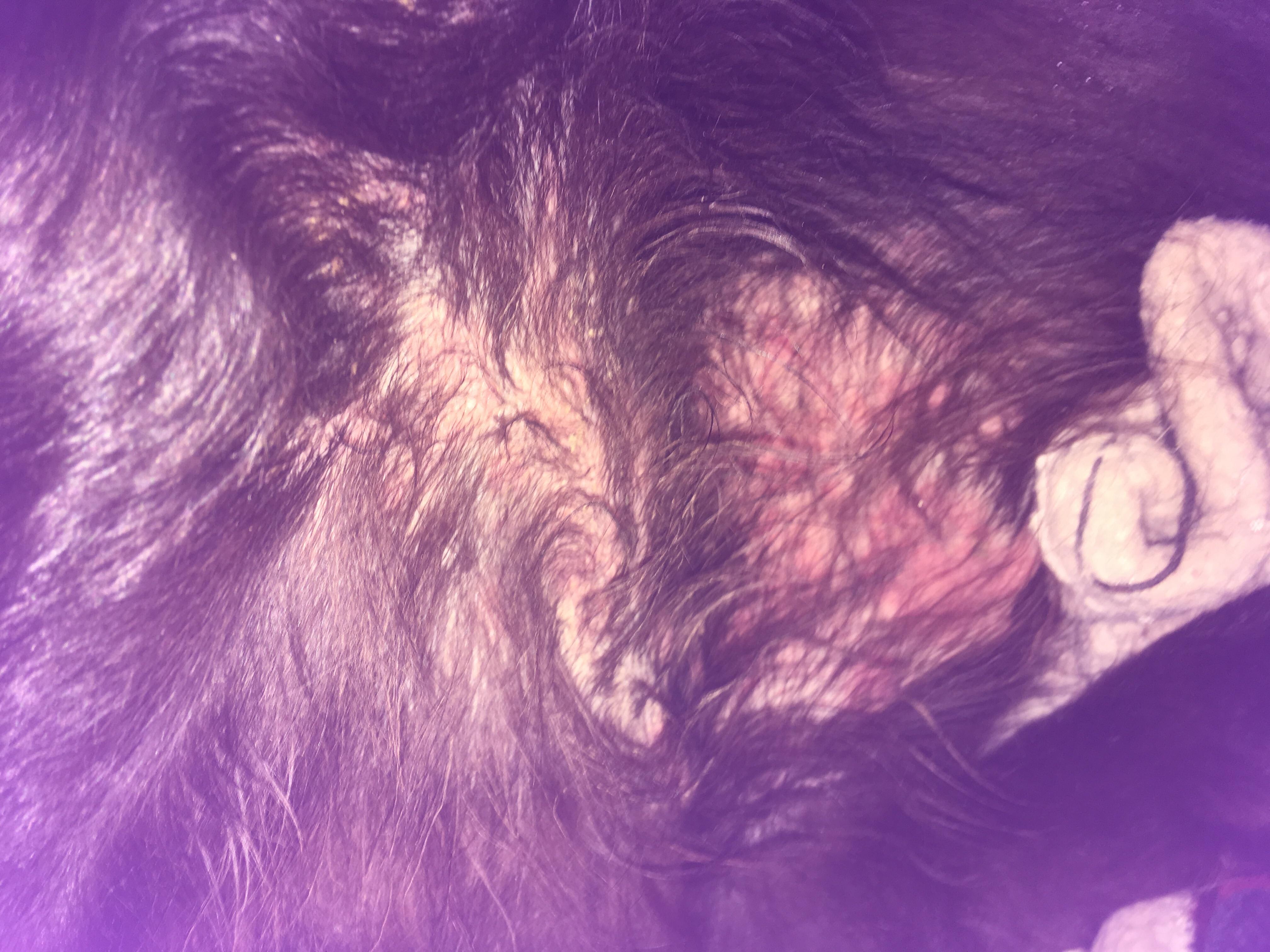 Is Your Dog's Groin Red & Biting? Could It Be Allergies? | Petco