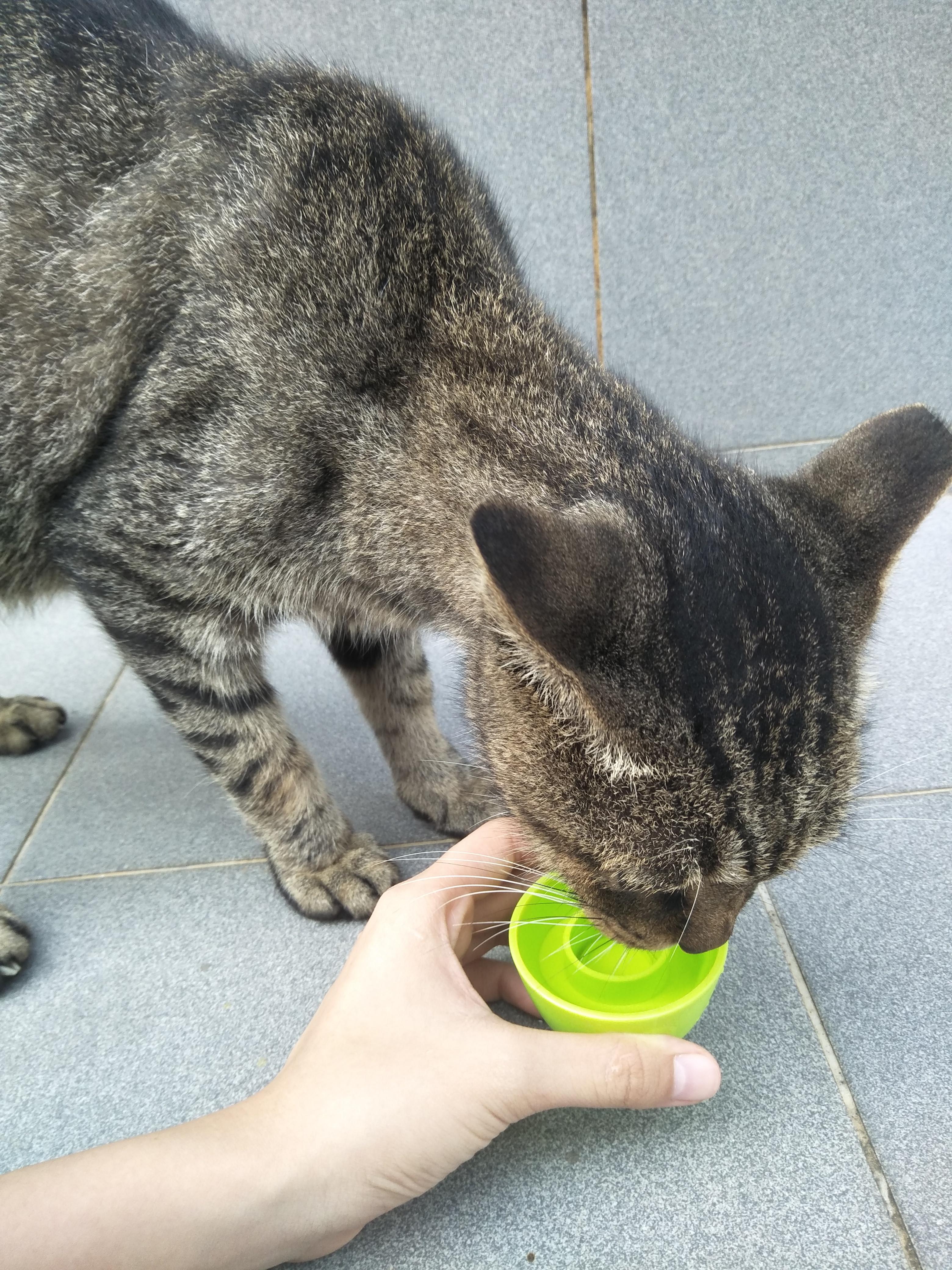 How to help a skinny stray cat with a big belly, no vet? | Petco