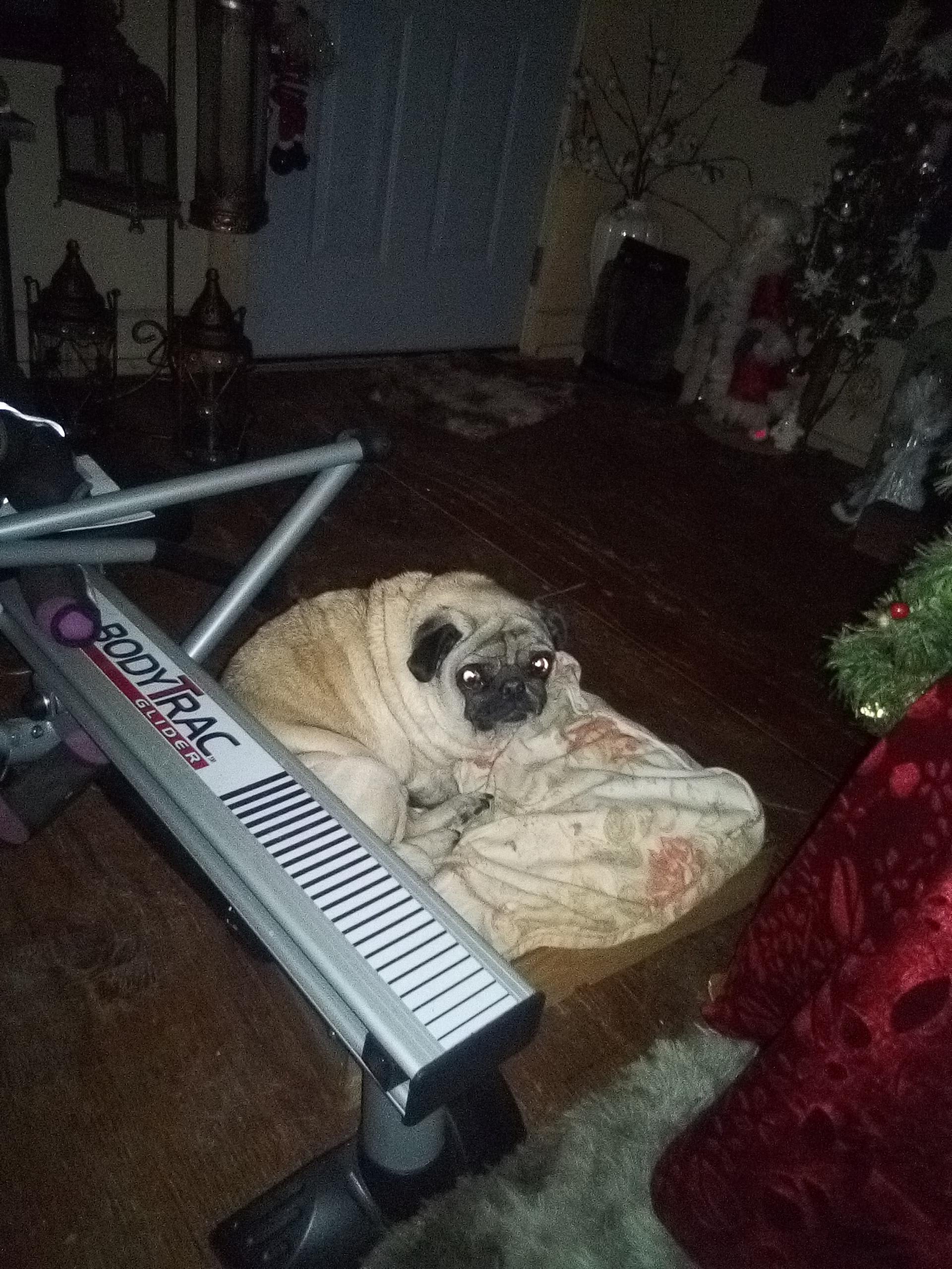 Why is my senior pug coughing, gagging, not eating, lethargic? | Petco