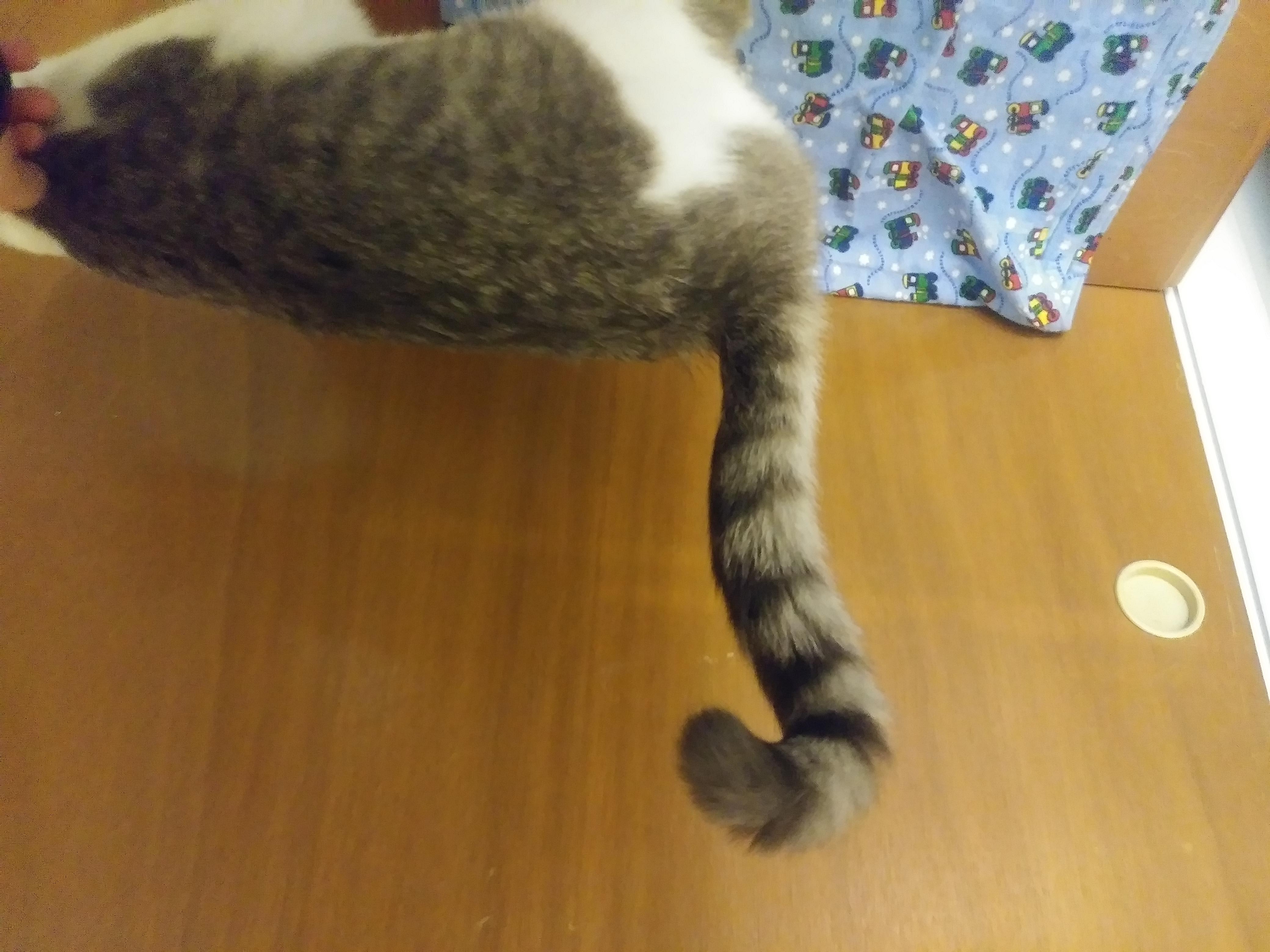 My Cat's Tail Caught in Door: What to Do for the Injury | Petco