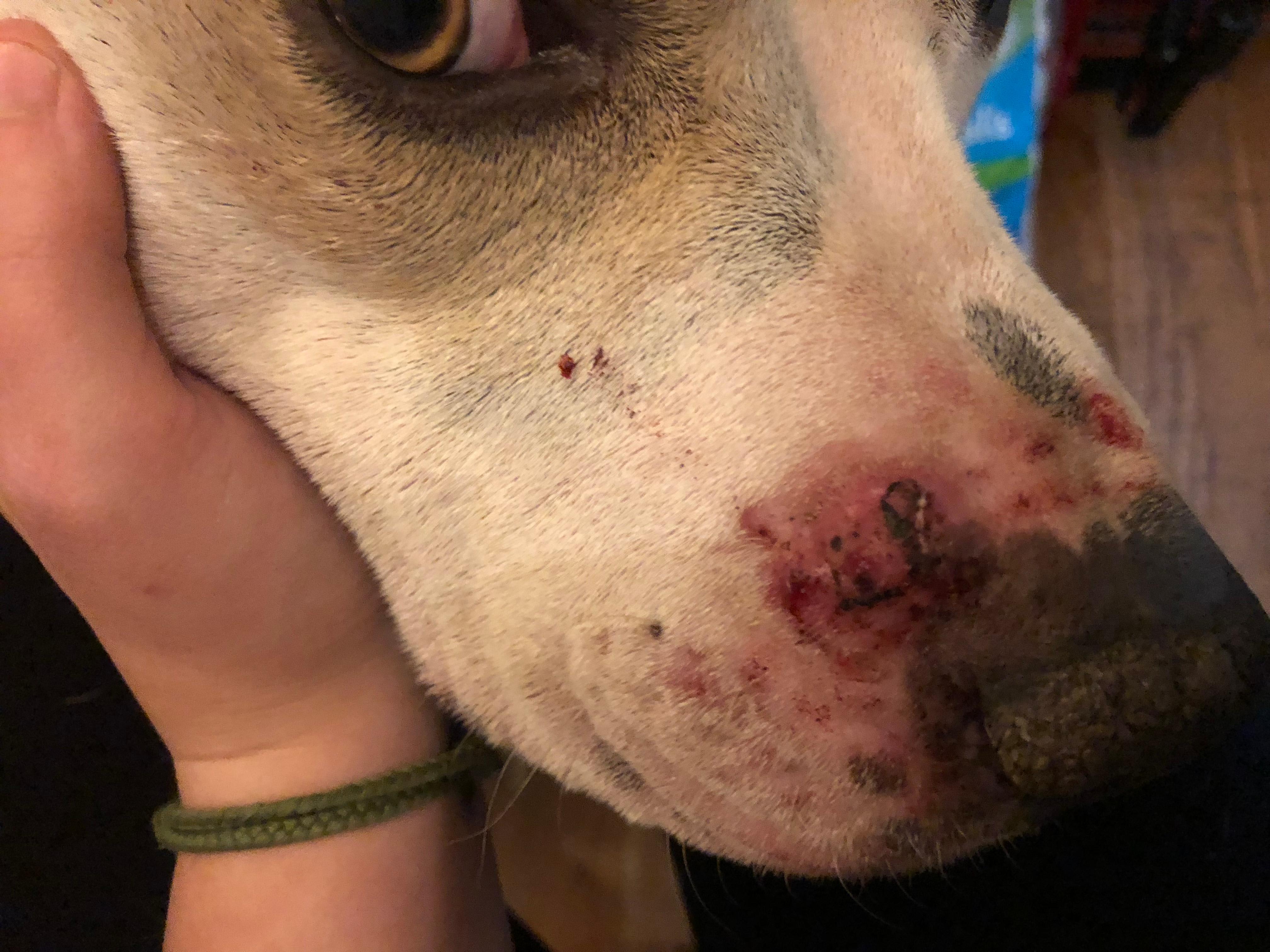 What is that bleeding, swelling lump near your dog's whiskers? | Petco