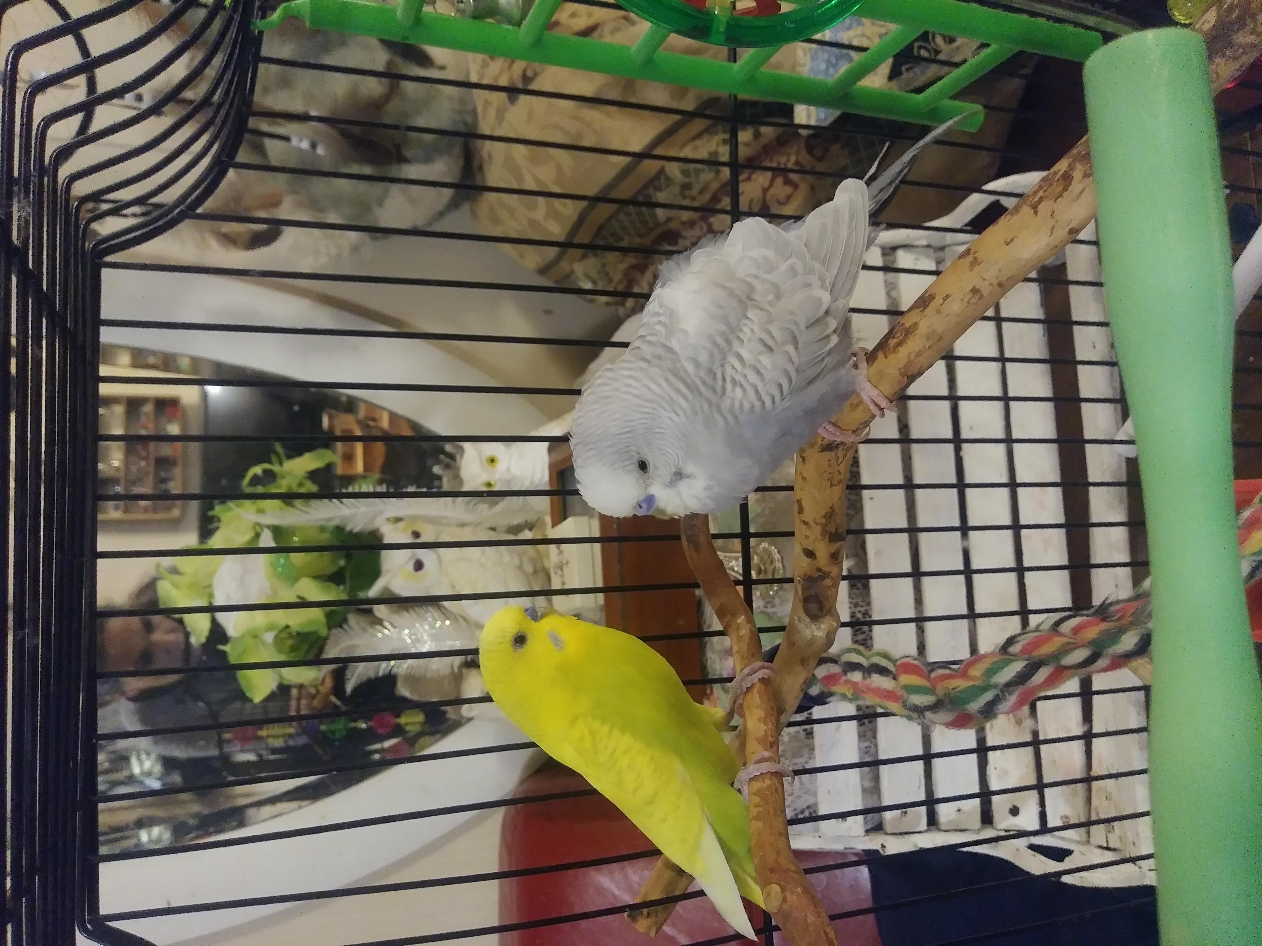 What can I do for a 2 year old male parakeet that is puffed up ...