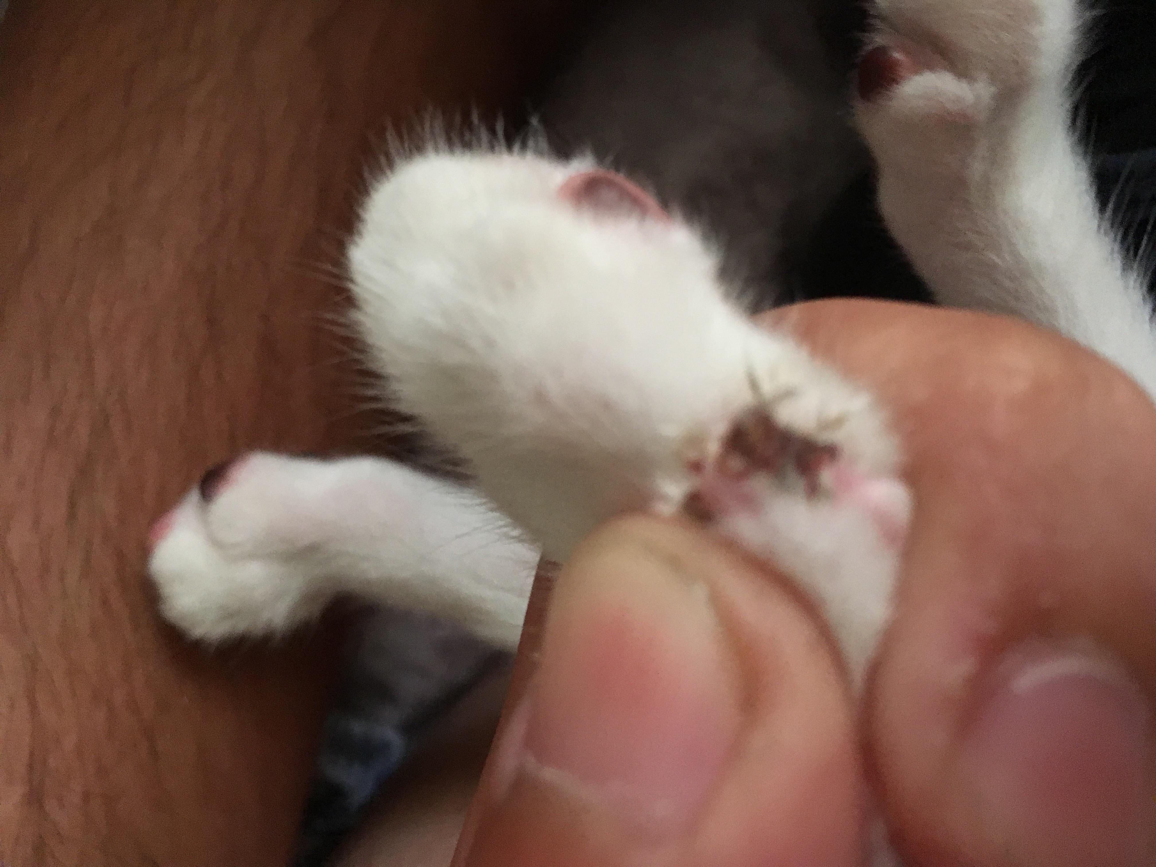 4-Week-Old Kitten: Bleeding Paw or Injured Claw? What to Do Now | Petco