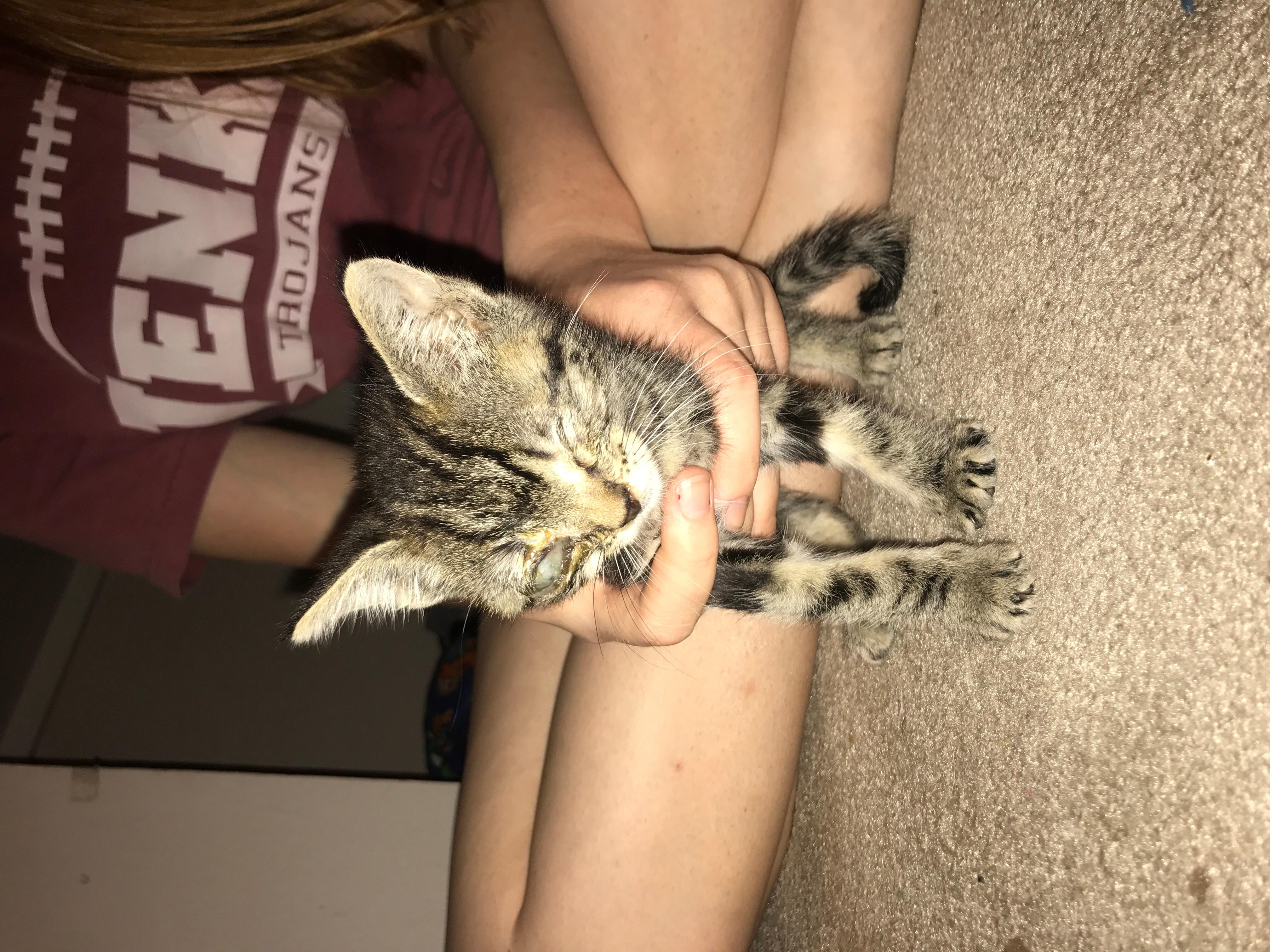 My kitten was born with a bulging white eye. What should I do? | Petco