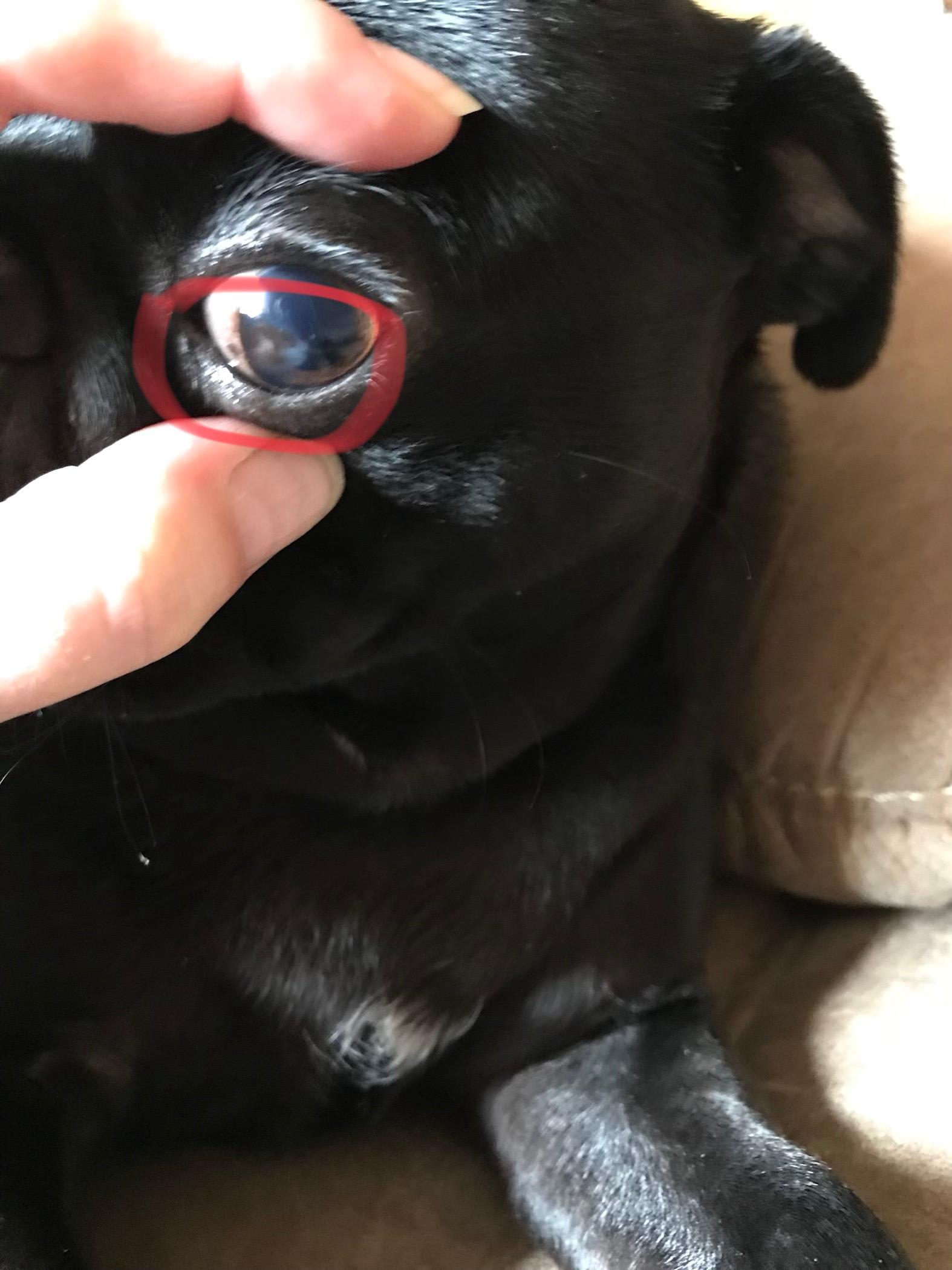 My young pug has black spots and cloudy eyes. Is this normal? | Petco