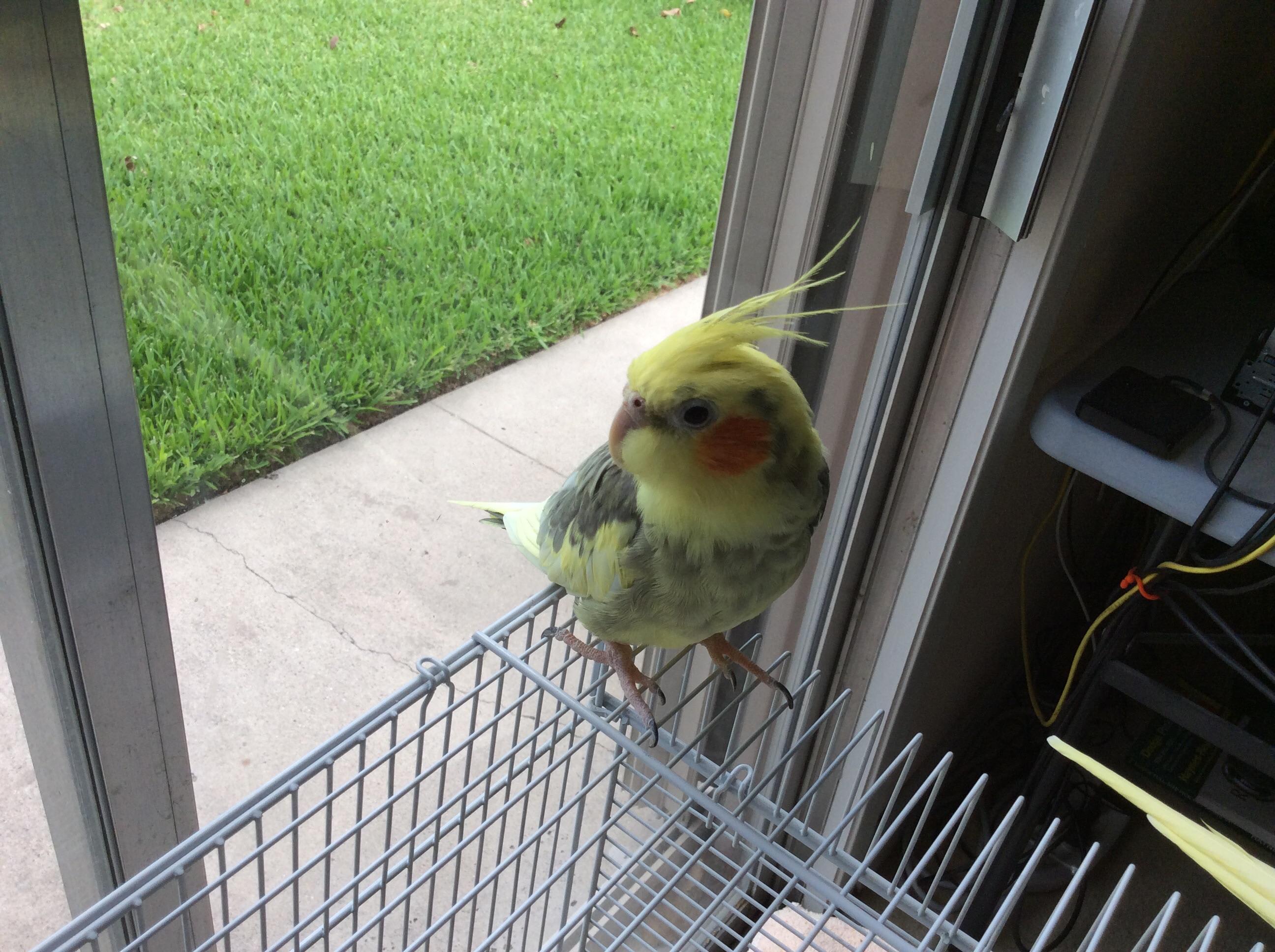 Why Is My Cockatiel's Beak Growing? Normal or Health Concern? | Petco