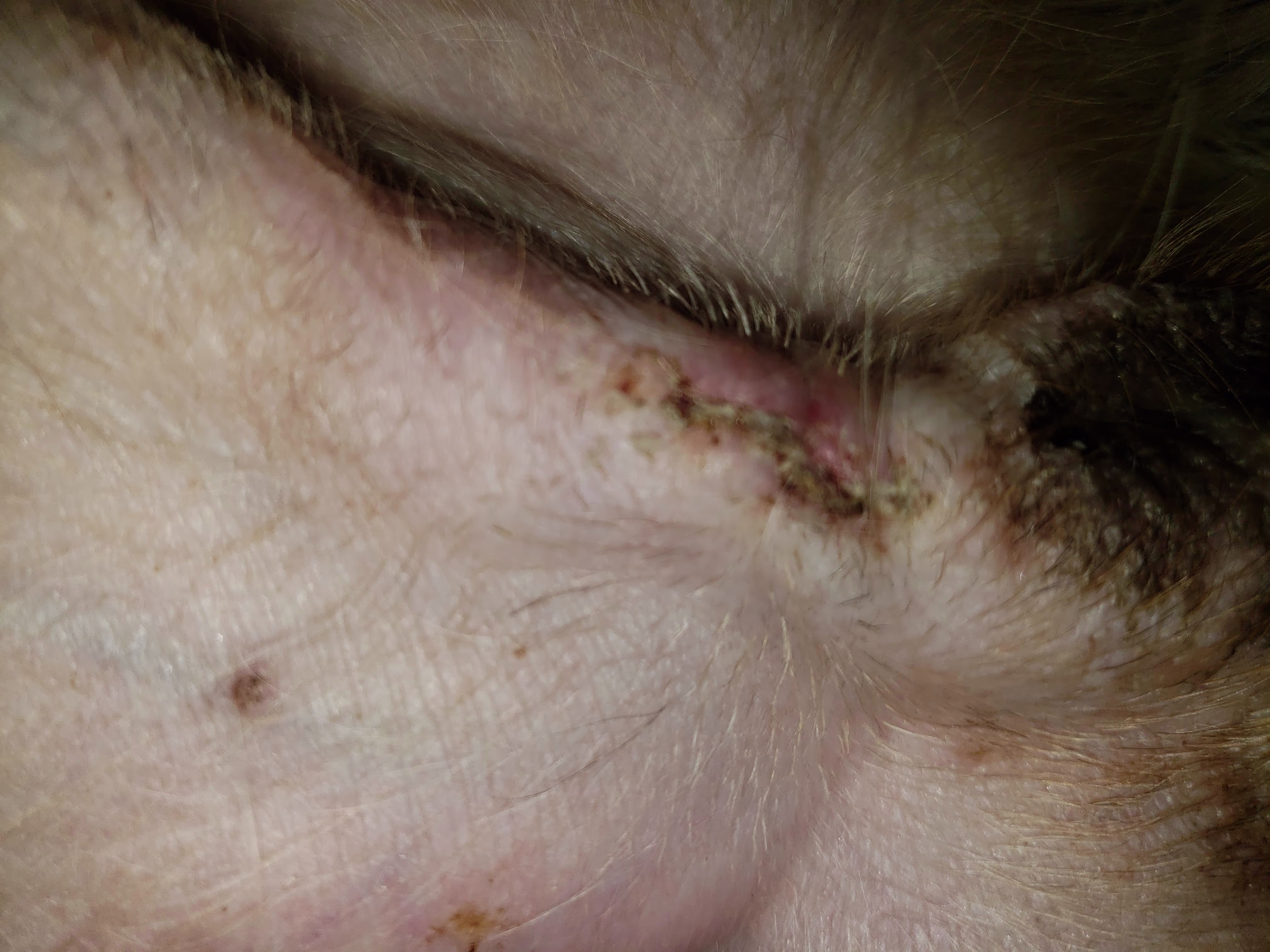 My dog's spay incision is crusty, lactating. Is this normal? | Petco