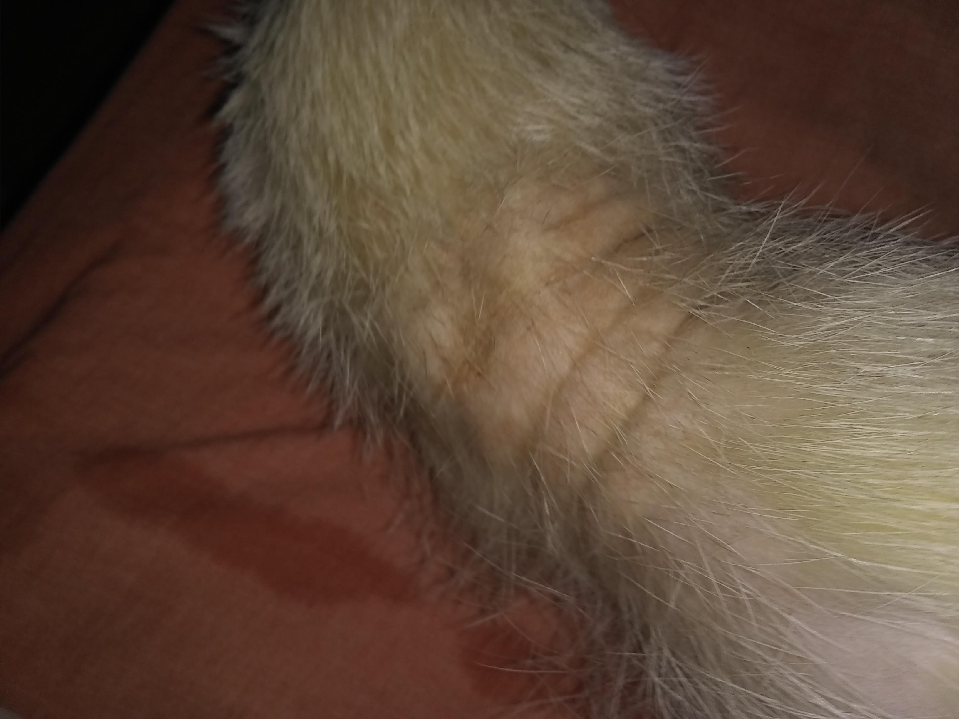 Why is my ferret losing hair and scratching its neck and face? | Petco