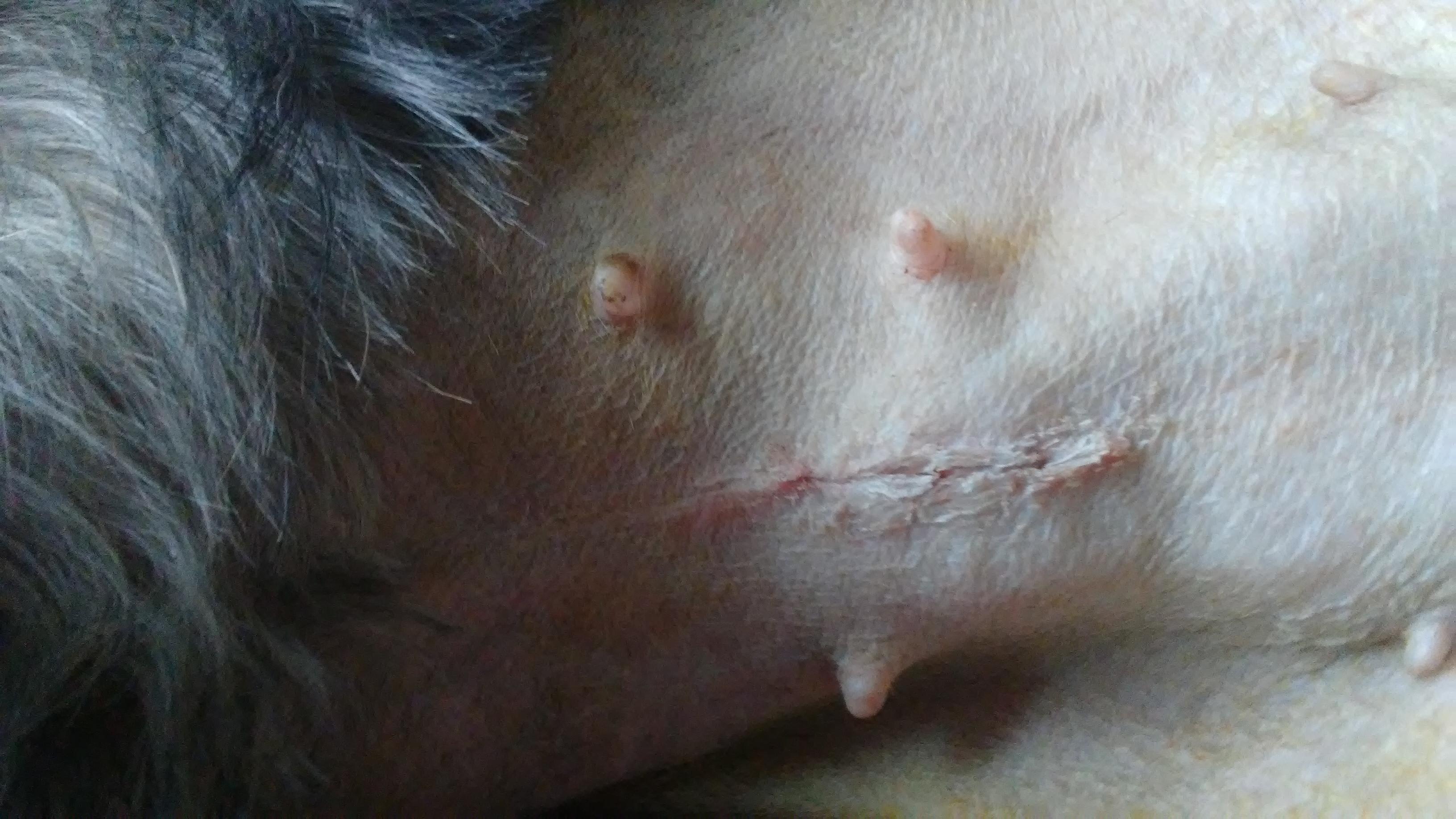 My dog's spay incision looks odd after 3 days. Normal with glue? | Petco