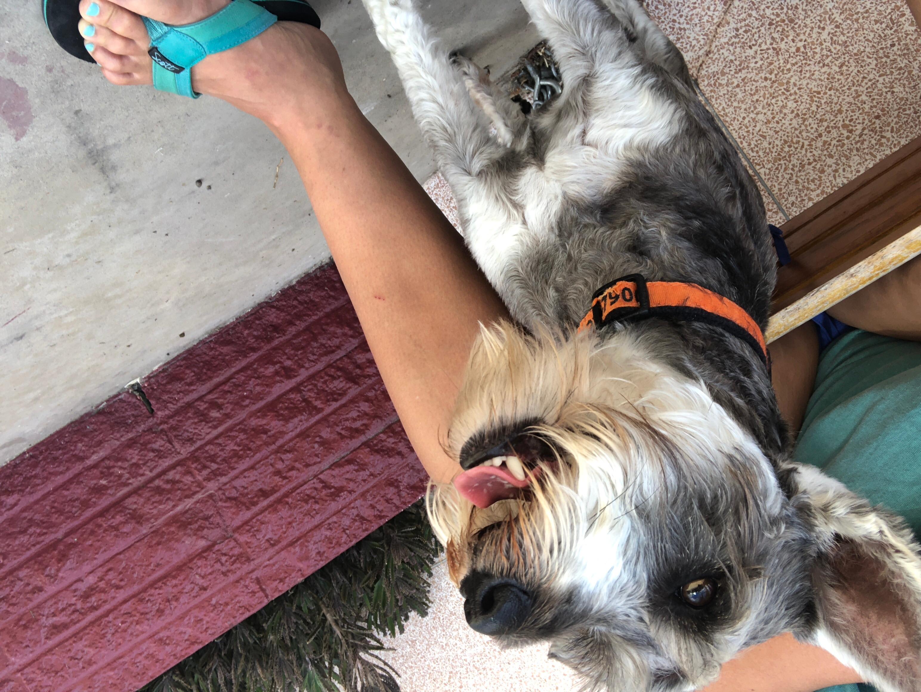 Why Is My Dog Vomiting Undigested Food After Eating? | Petco