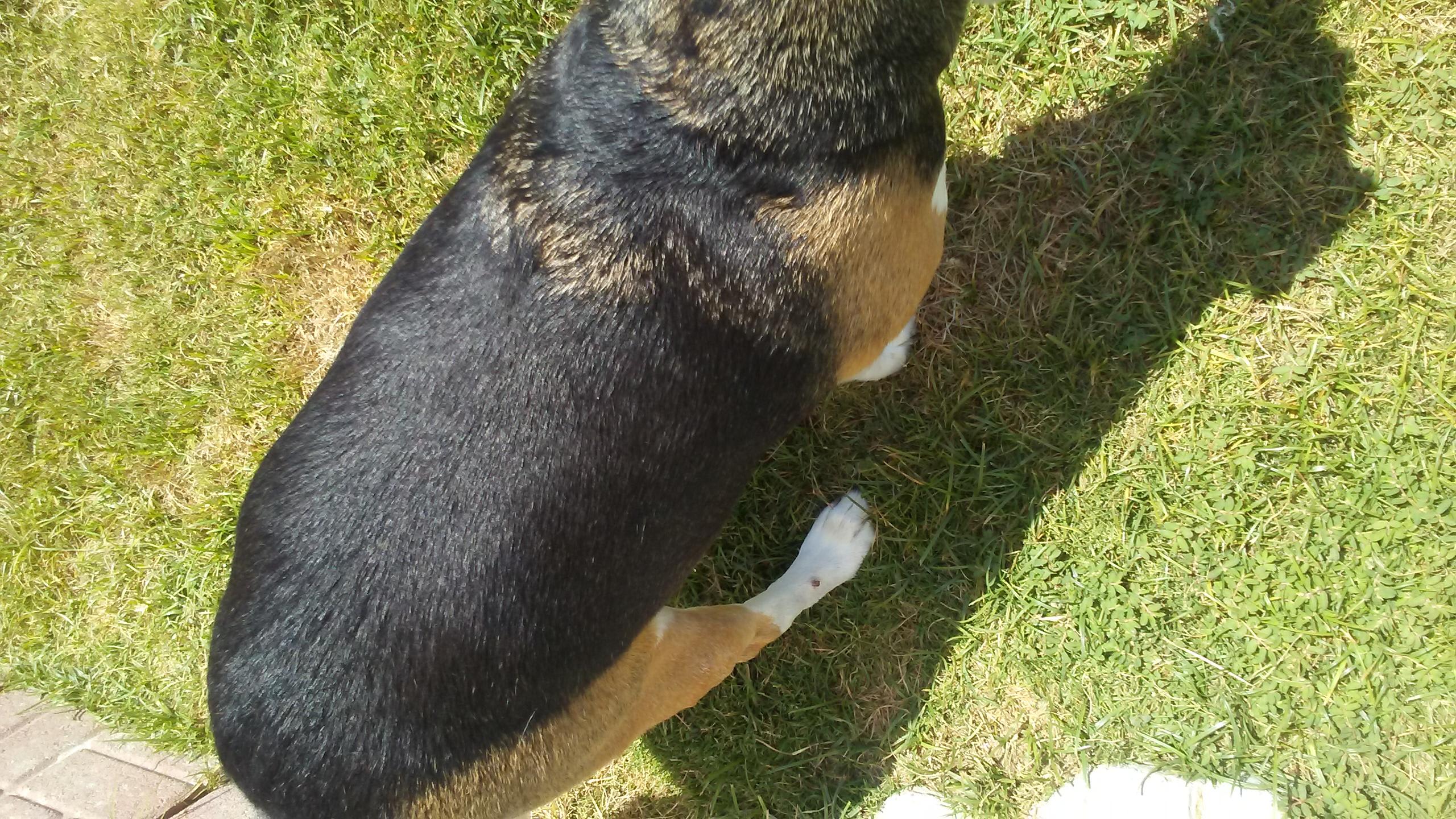 Best dog food for my overweight senior dog to lose weight? | Petco