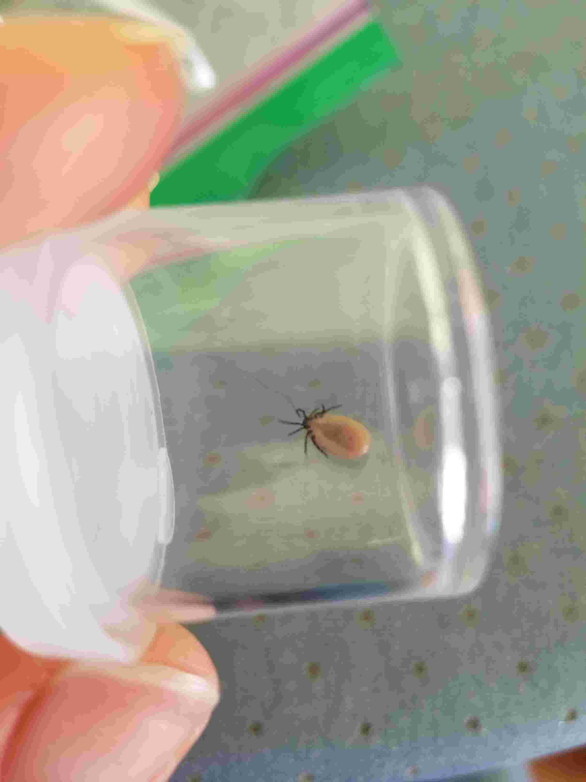 My dog's tick removal failed, part broke off. What to do? | Petco