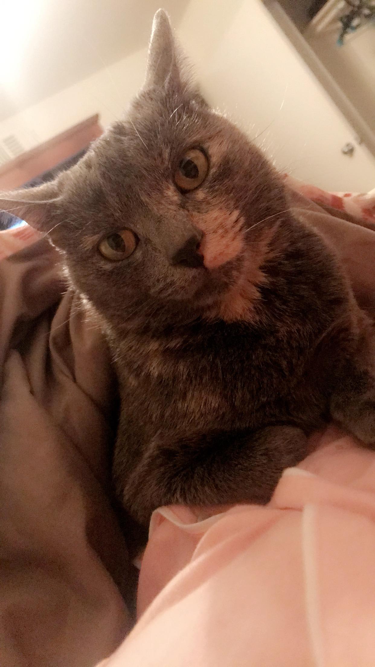 Unspayed Cat Bleeding Bright Red During Heat: Is It an Emergency? | Petco