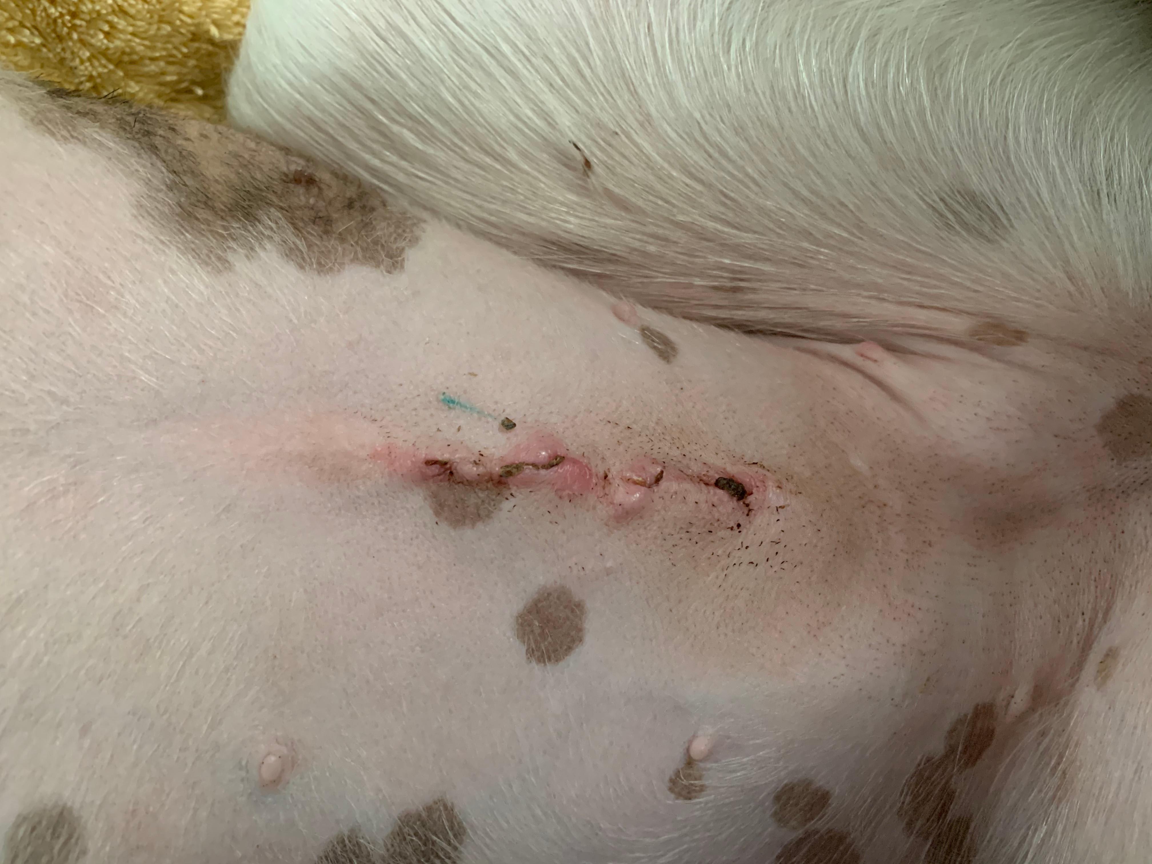 How long until my dog's spay stitches heal for outdoor play? | Petco