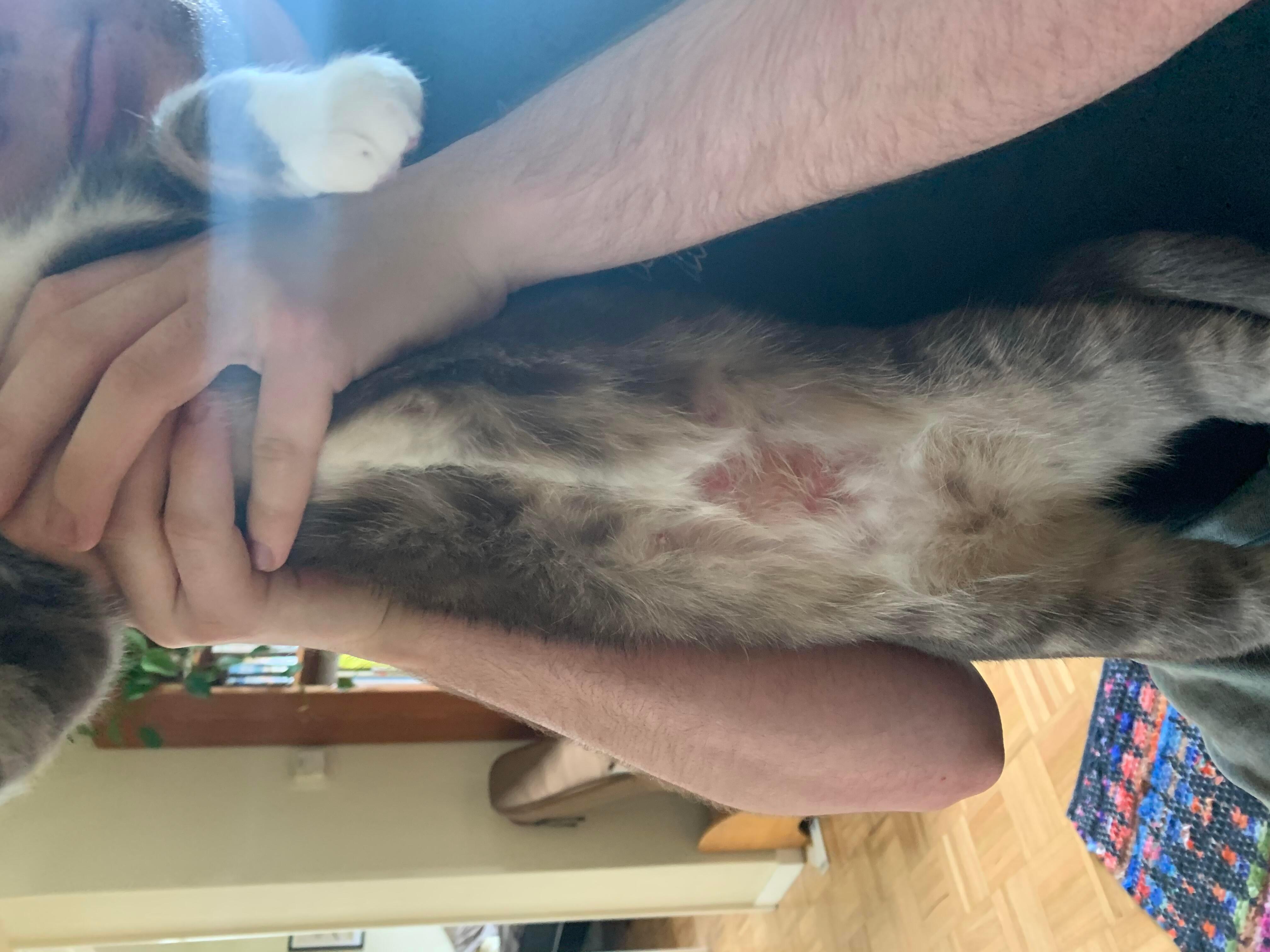 My Cat is Losing Fur & Has an Irritated Patch. Does She Need a Vet? | Petco