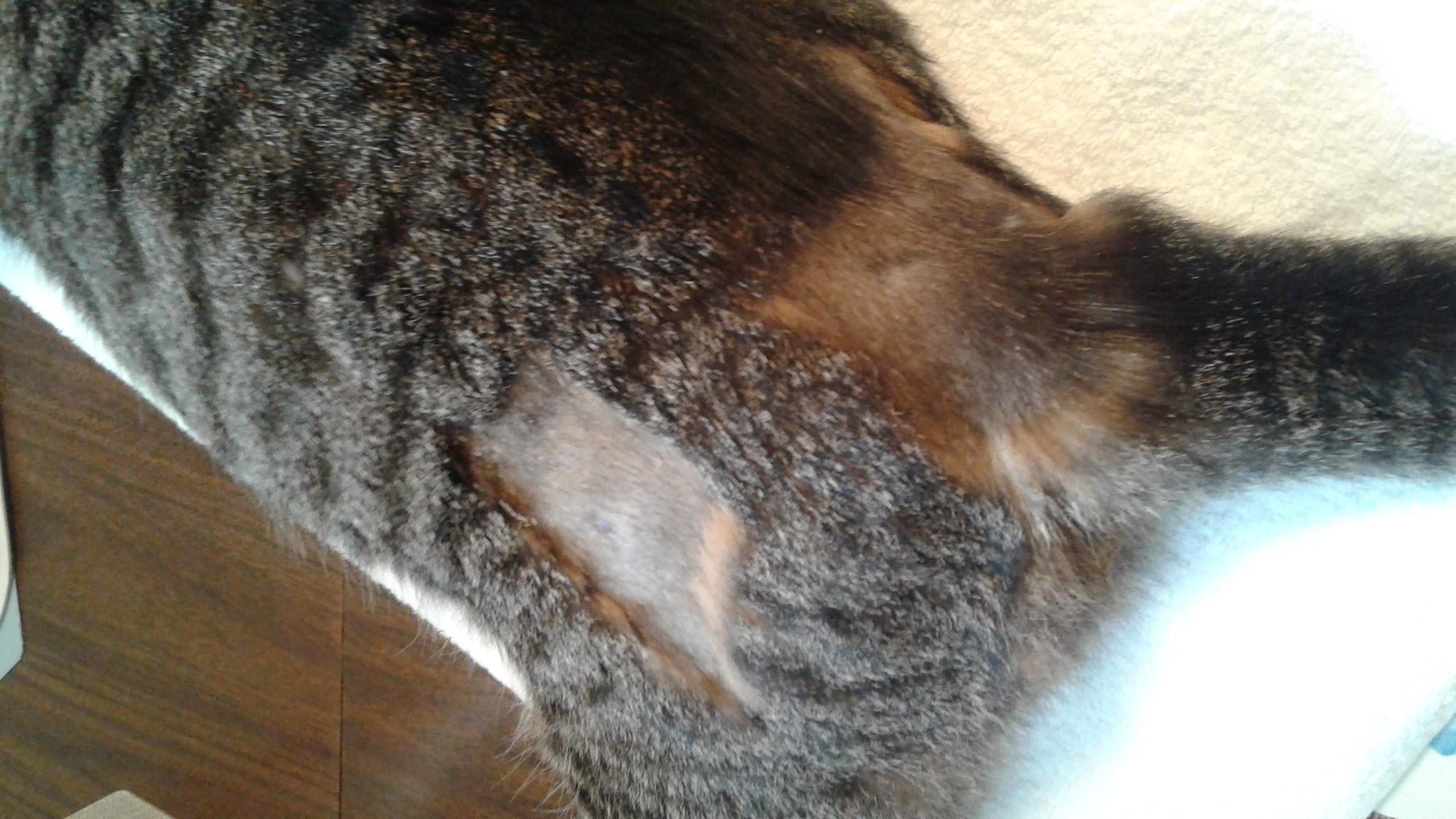My cat has a hard scab under fur after bite. Is it normal? | Petco