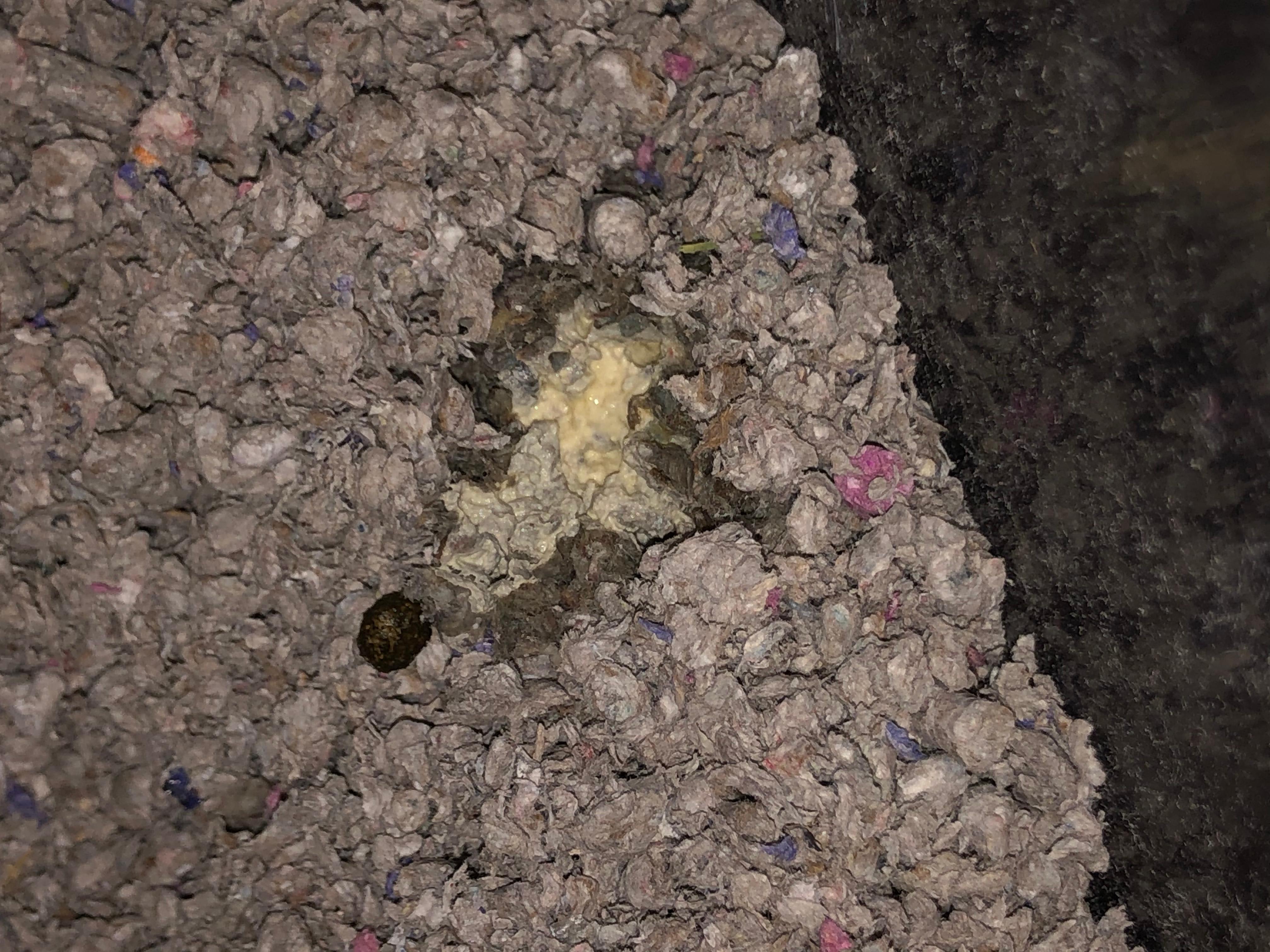 Is Your Rabbit's Milky Yellow Discharge Pee or Diarrhea? | Petco