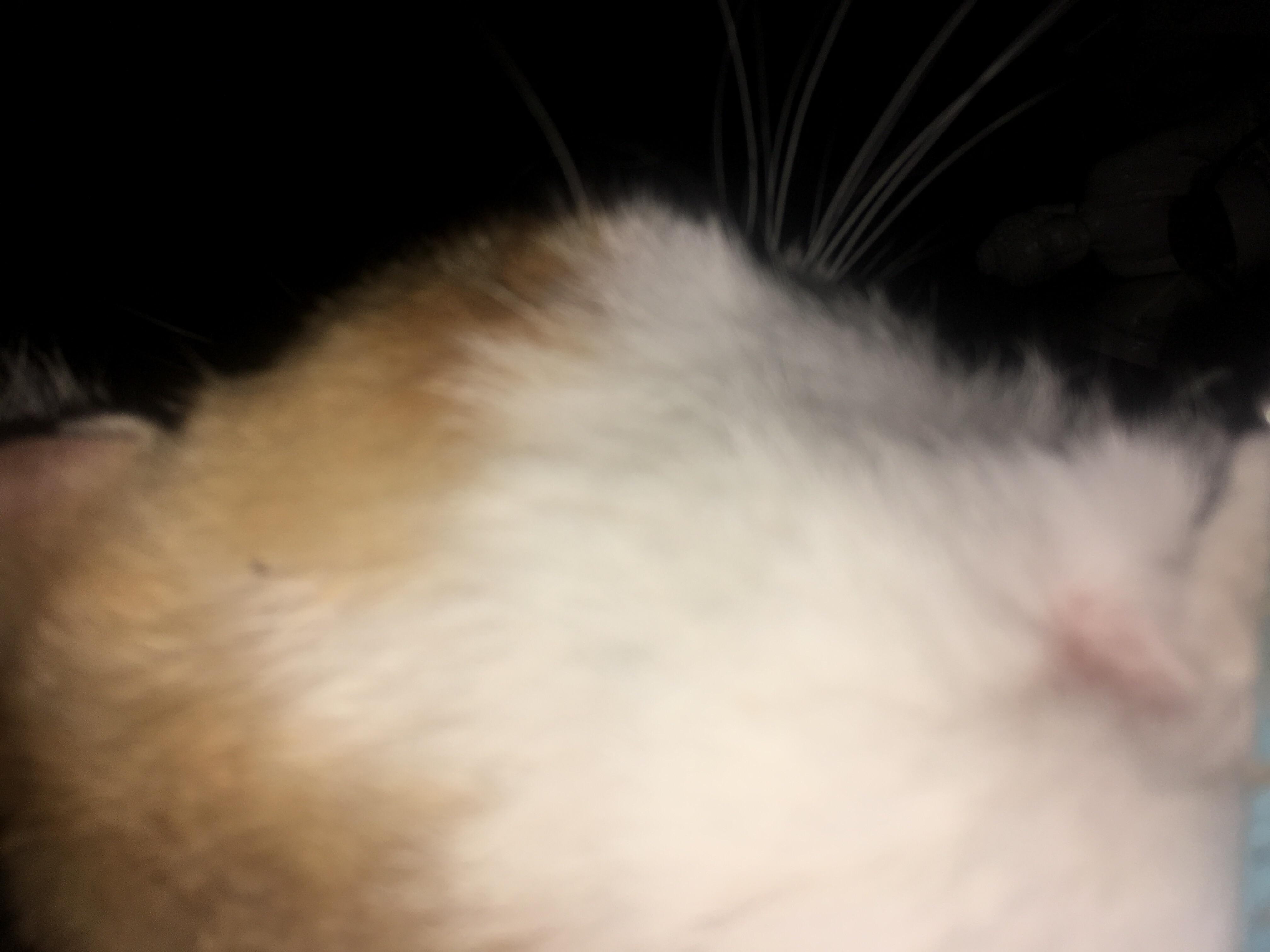 Why do my cat's red neck marks still feel bumpy after healing? | Petco