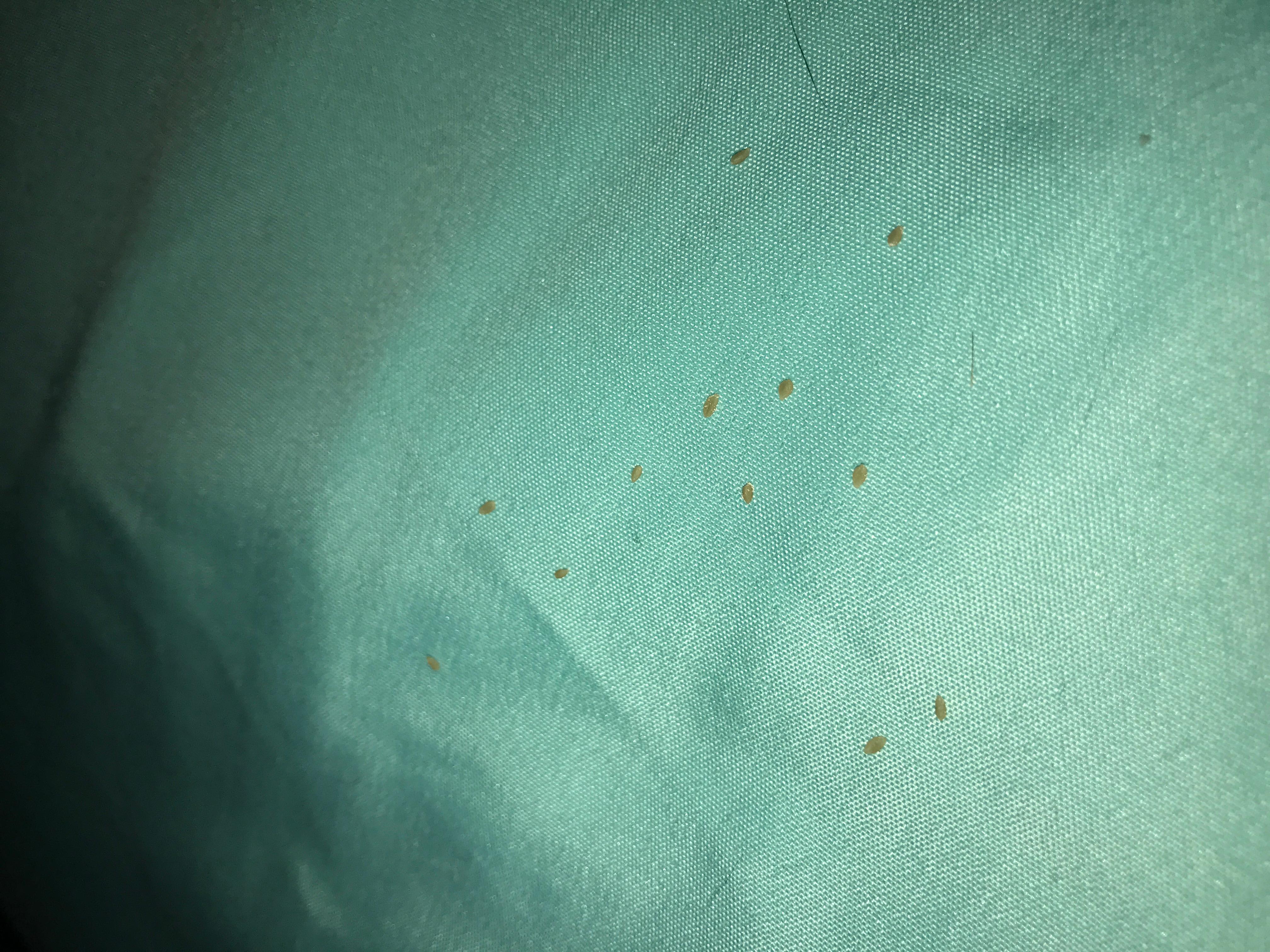My Cat Has Sesame Seed-Like Things: Are They Worms or Fleas? | Petco