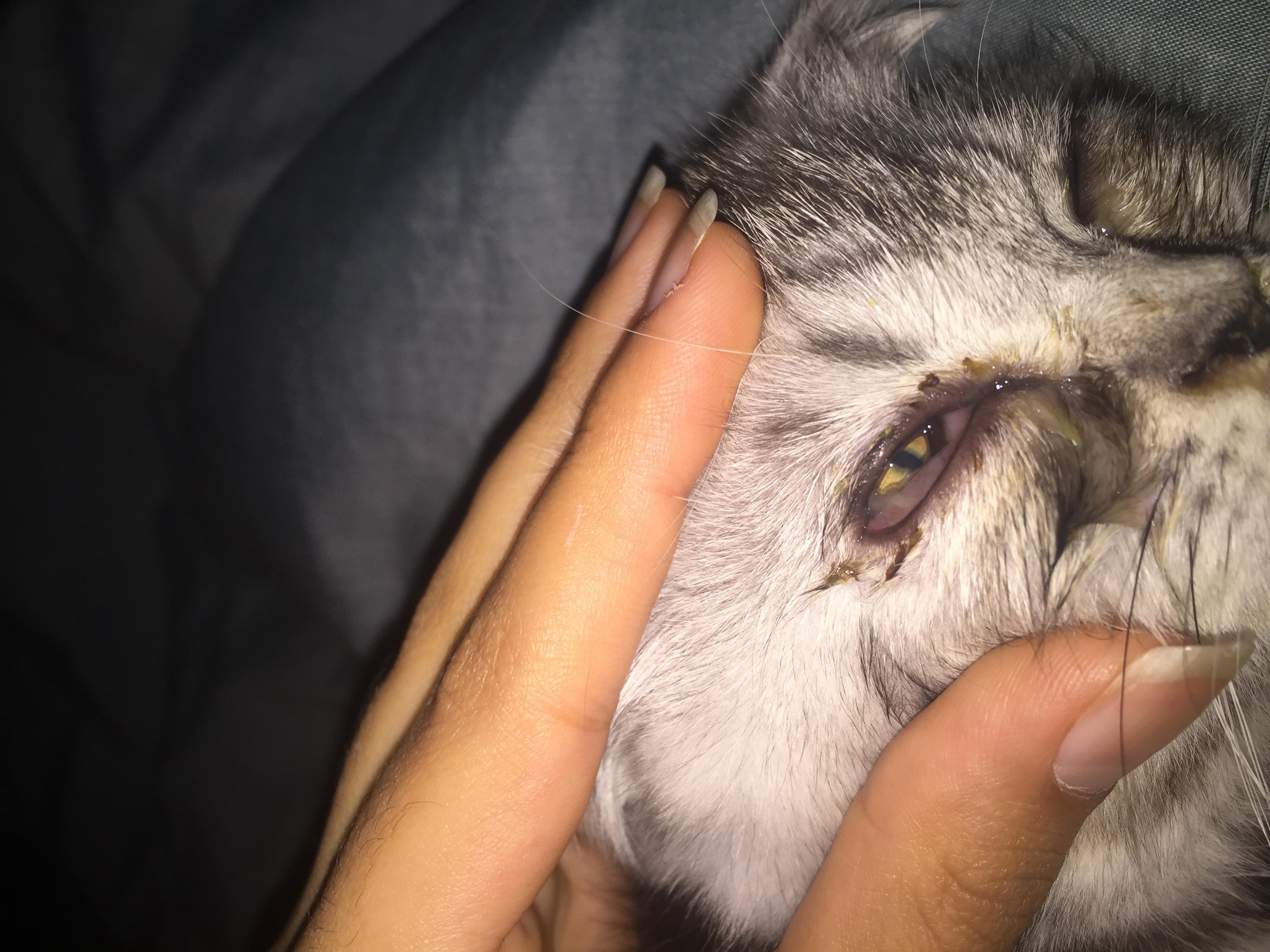 Kitten s Eye Swollen Discharge Sneezing After Vaccine What To Do Petco