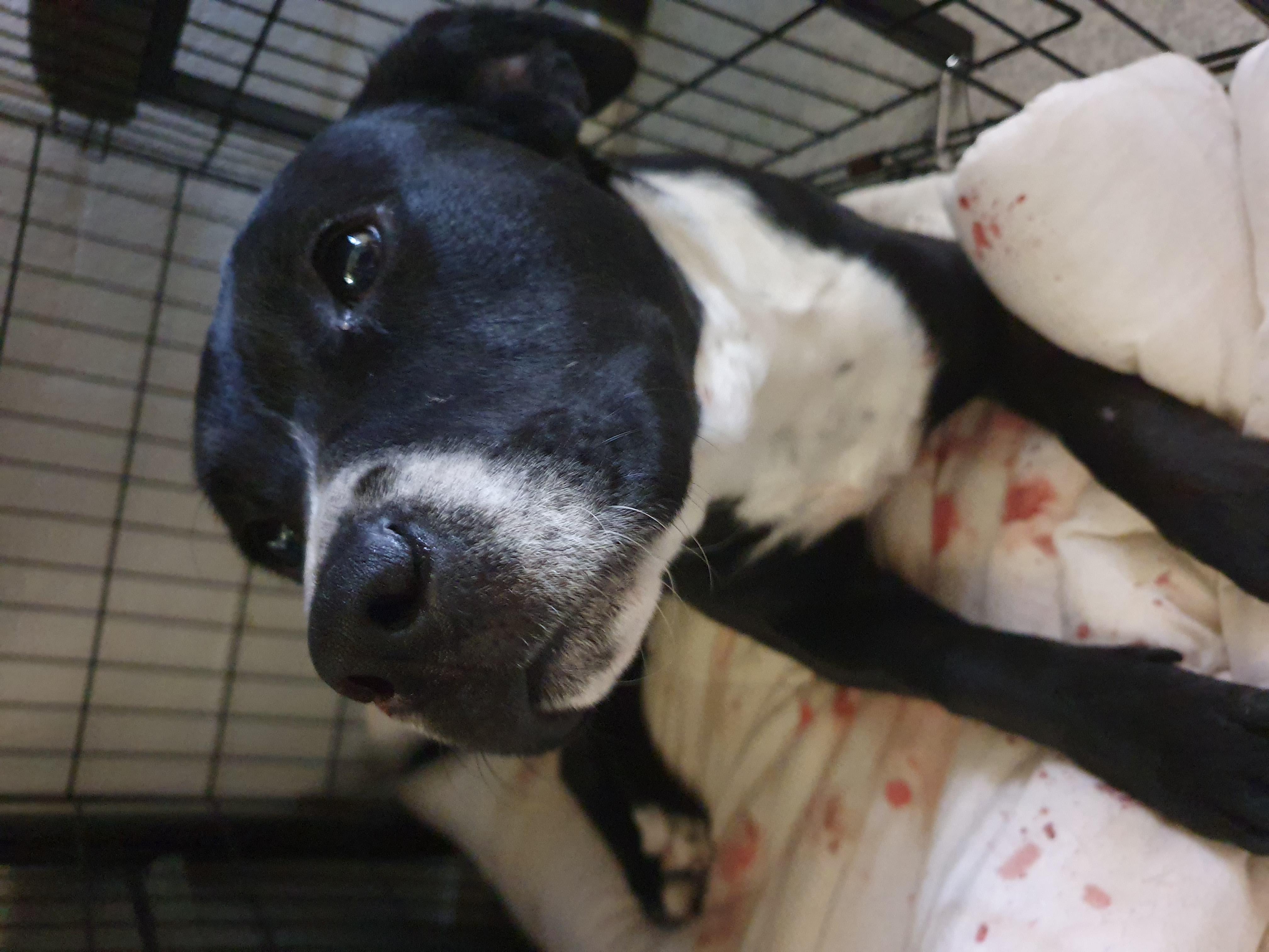 Why is my dog having recurring nosebleeds from both nostrils? | Petco