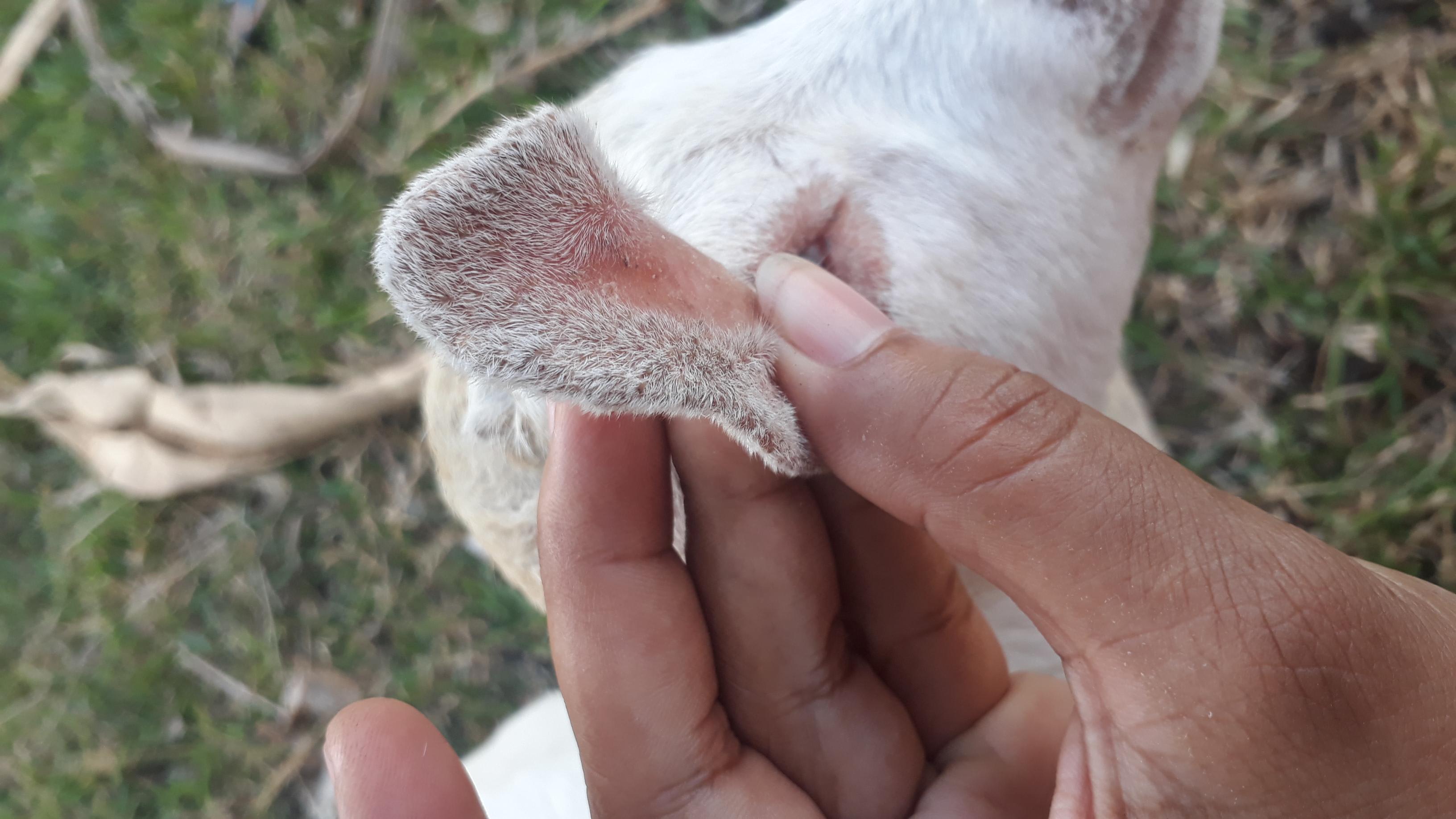 Why does my goat have dry hair and dandruff-like flaky skin? | Petco