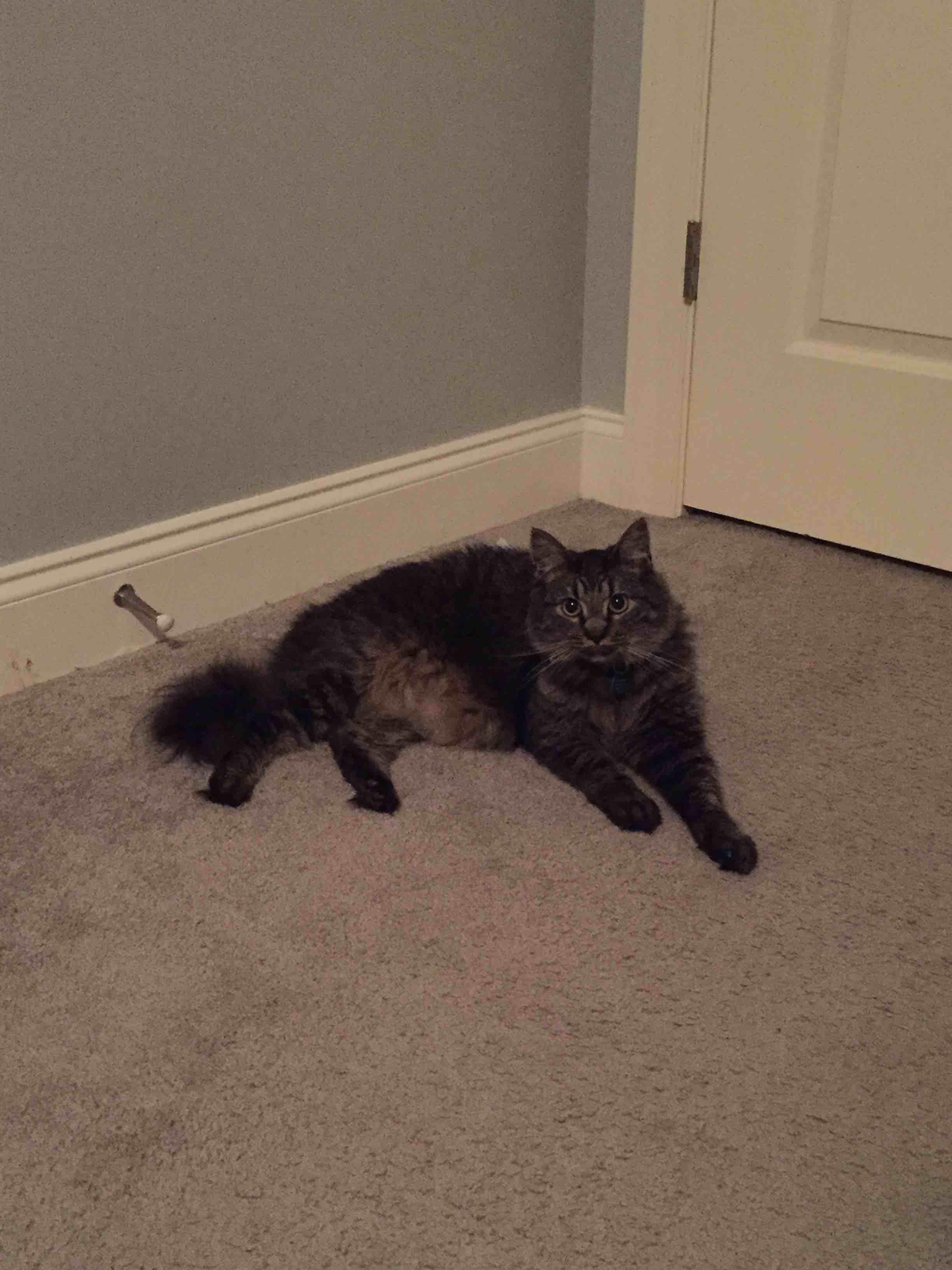 How Can I Get My Lazy 11-Month-Old Cat to Play More? | Petco