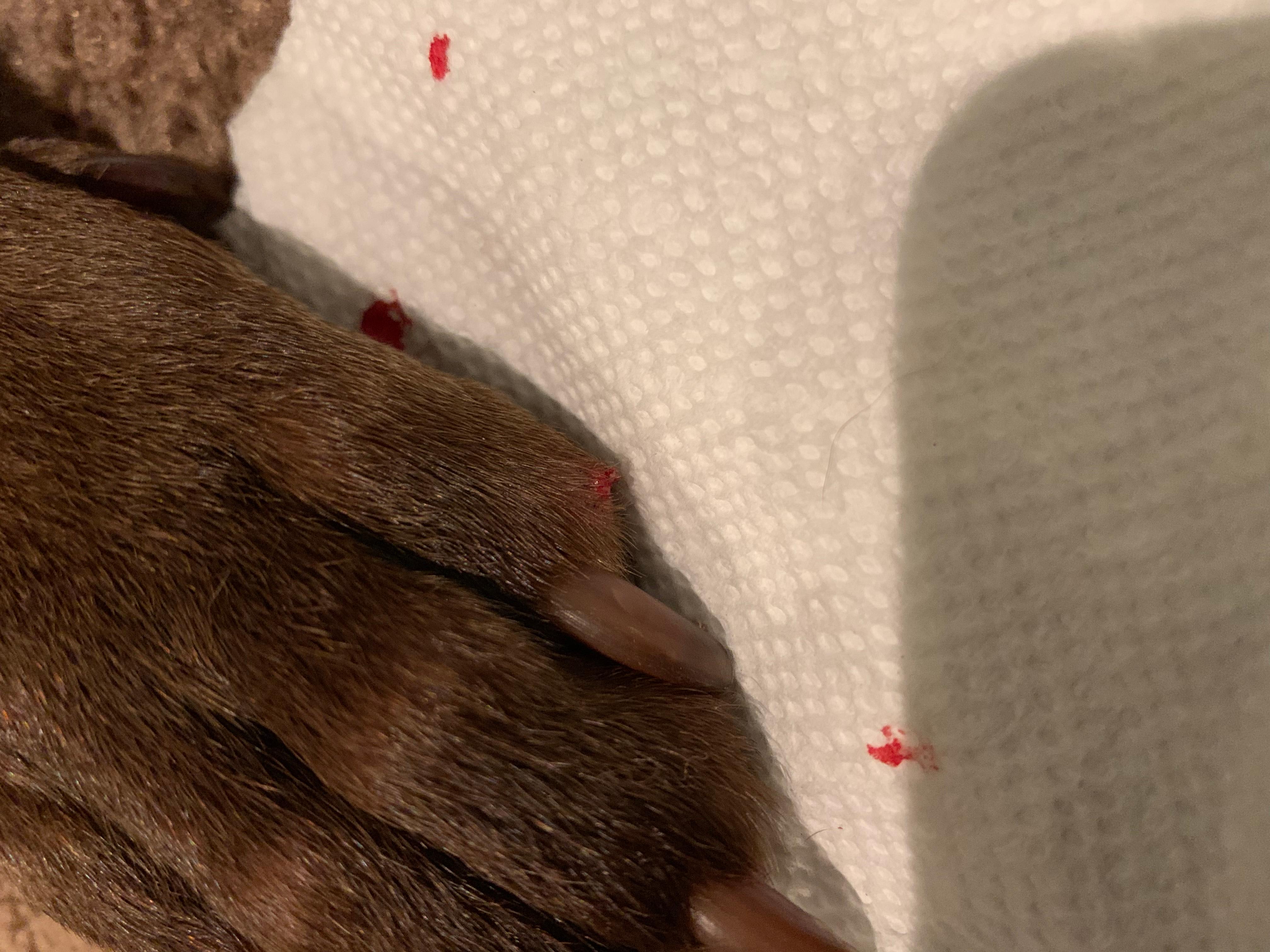 My Dog Has a Sore Paw Near His Nail: When to See a Vet | Petco