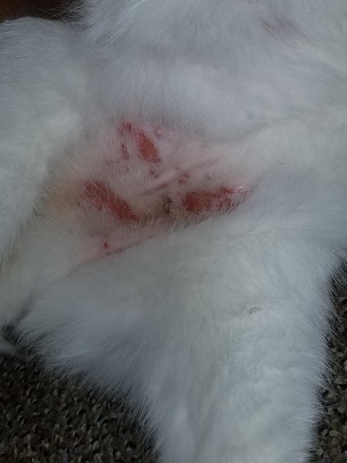 How to easily give your cat omega-3s for recurring skin rash? | Petco