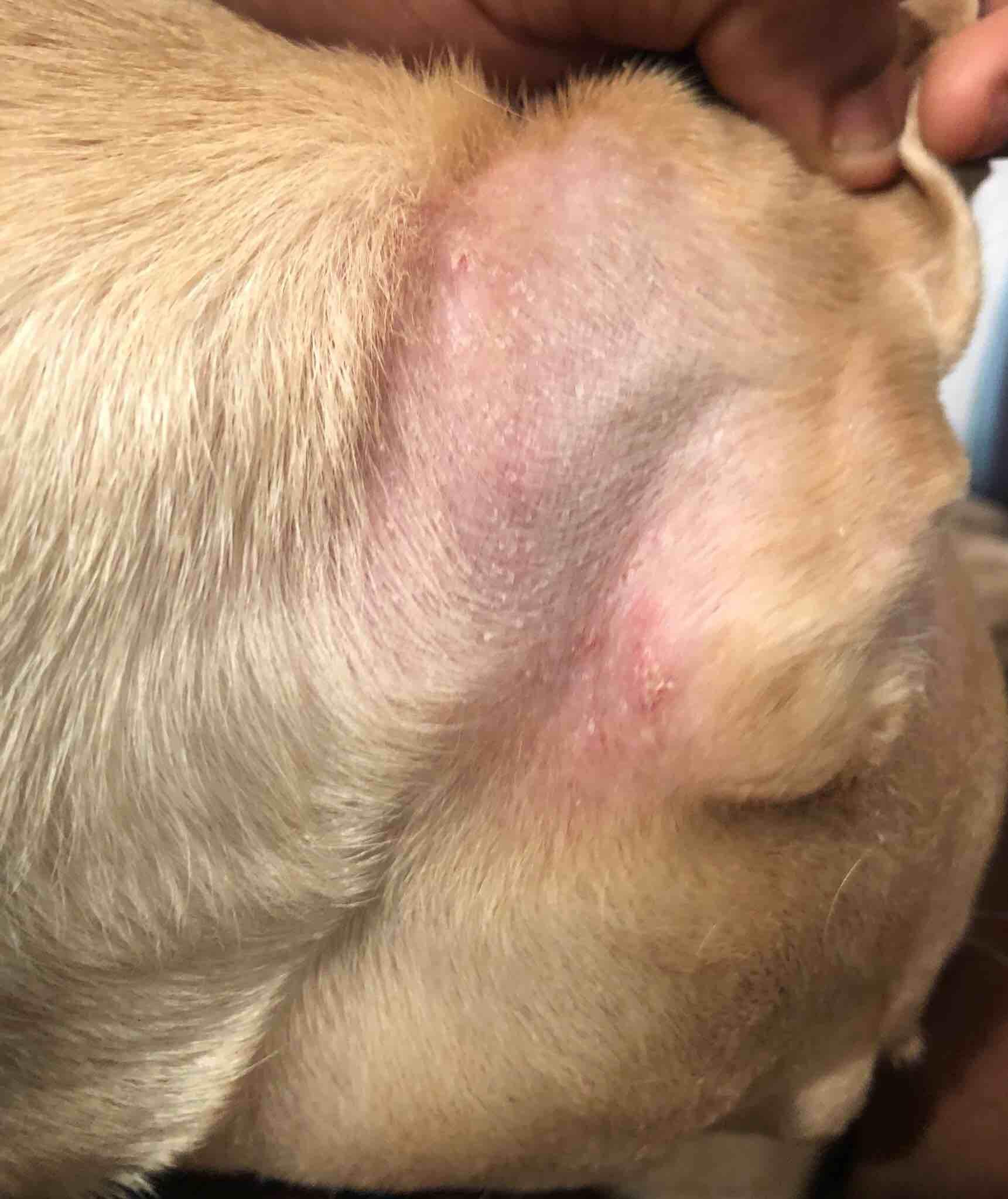 My Dog's Ears Are Red & Losing Hair: Stop It & Regrow Fur | Petco