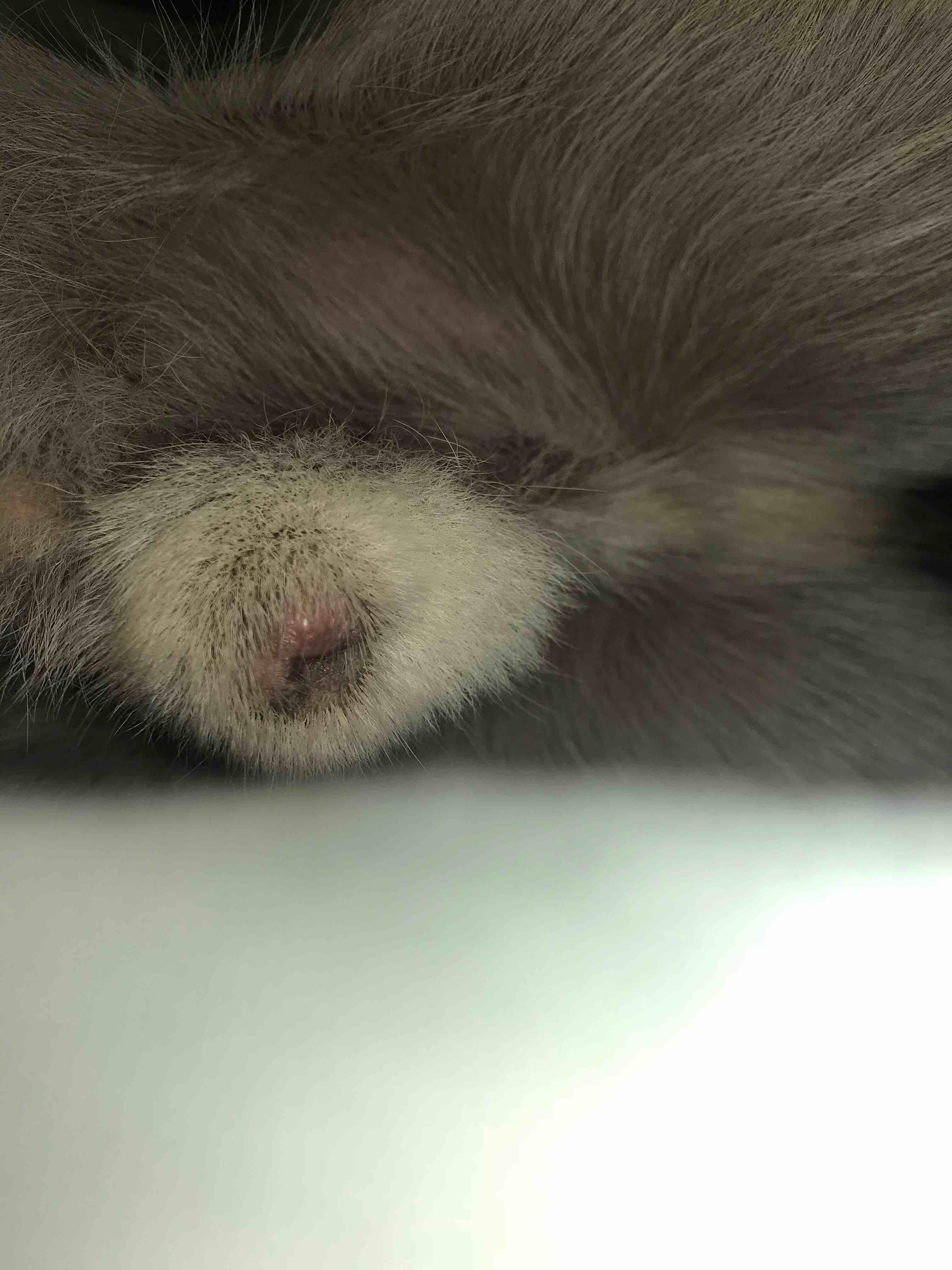 My dog has a large pimple on his private parts. What's going on? | Petco