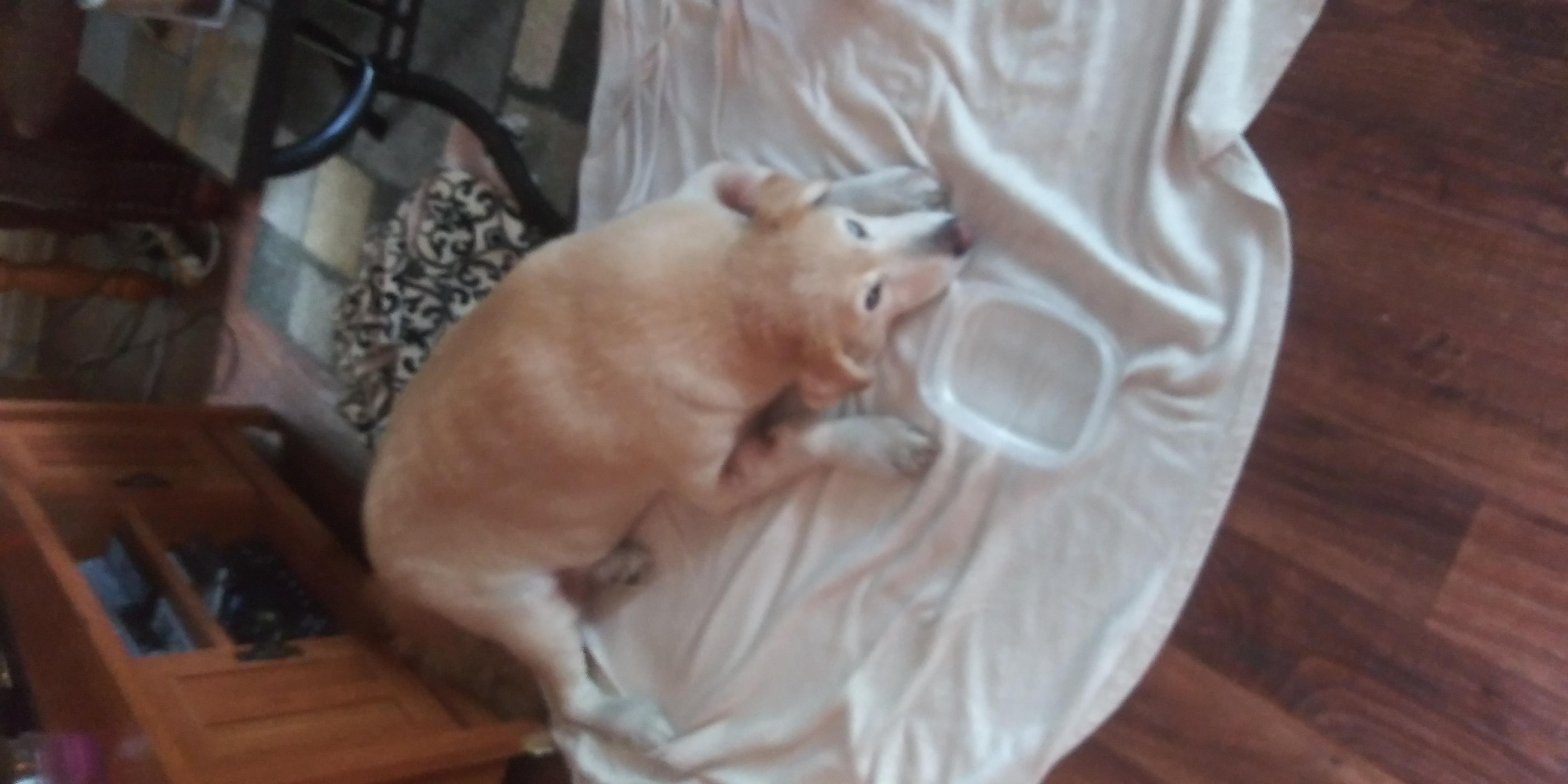 Overweight Dog Limping, Panting, Not Eating After Walk? Get Help | Petco