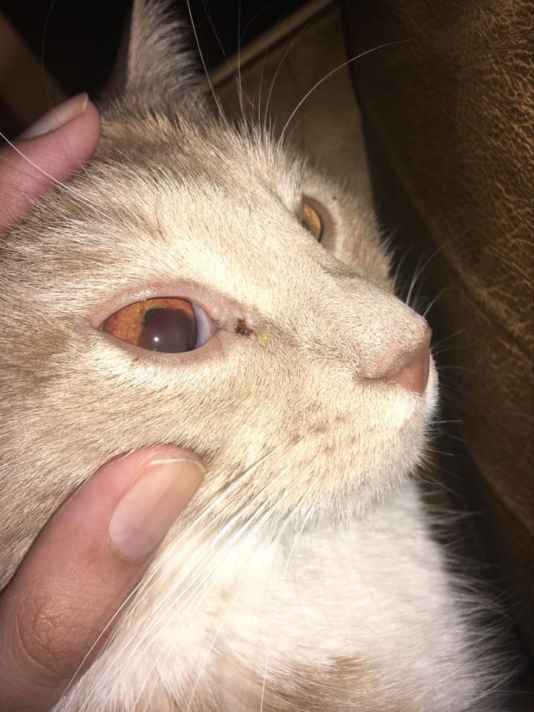 My Cat Has Blood in Eye, Redness, Uveitis: What You Need to Know | Petco